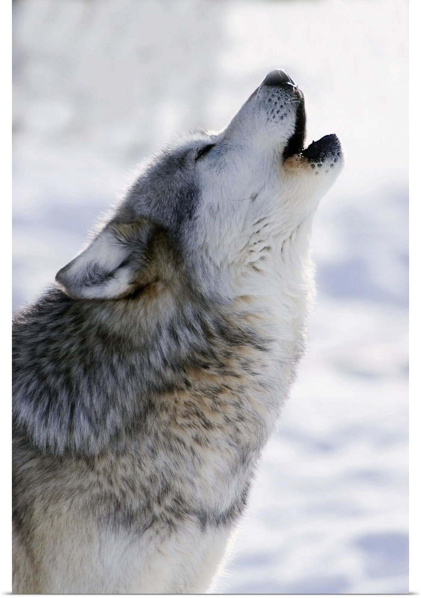 GBC | "Gray Wolf Howling" Art Print - 20x30 - Walmart.com