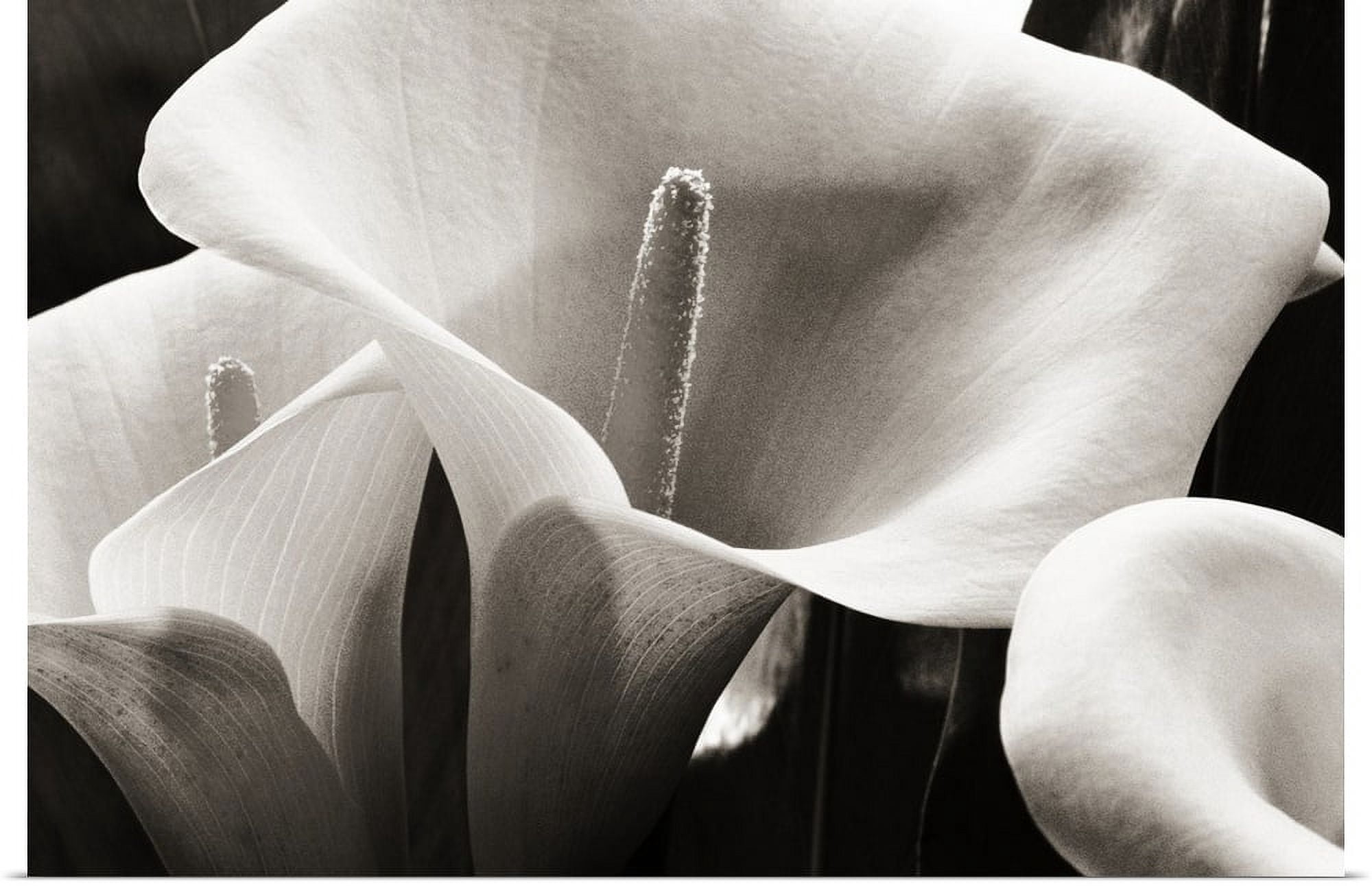 Great BIG Canvas | "Hawaii, Big Island, Volcano, Close-up of calla ...