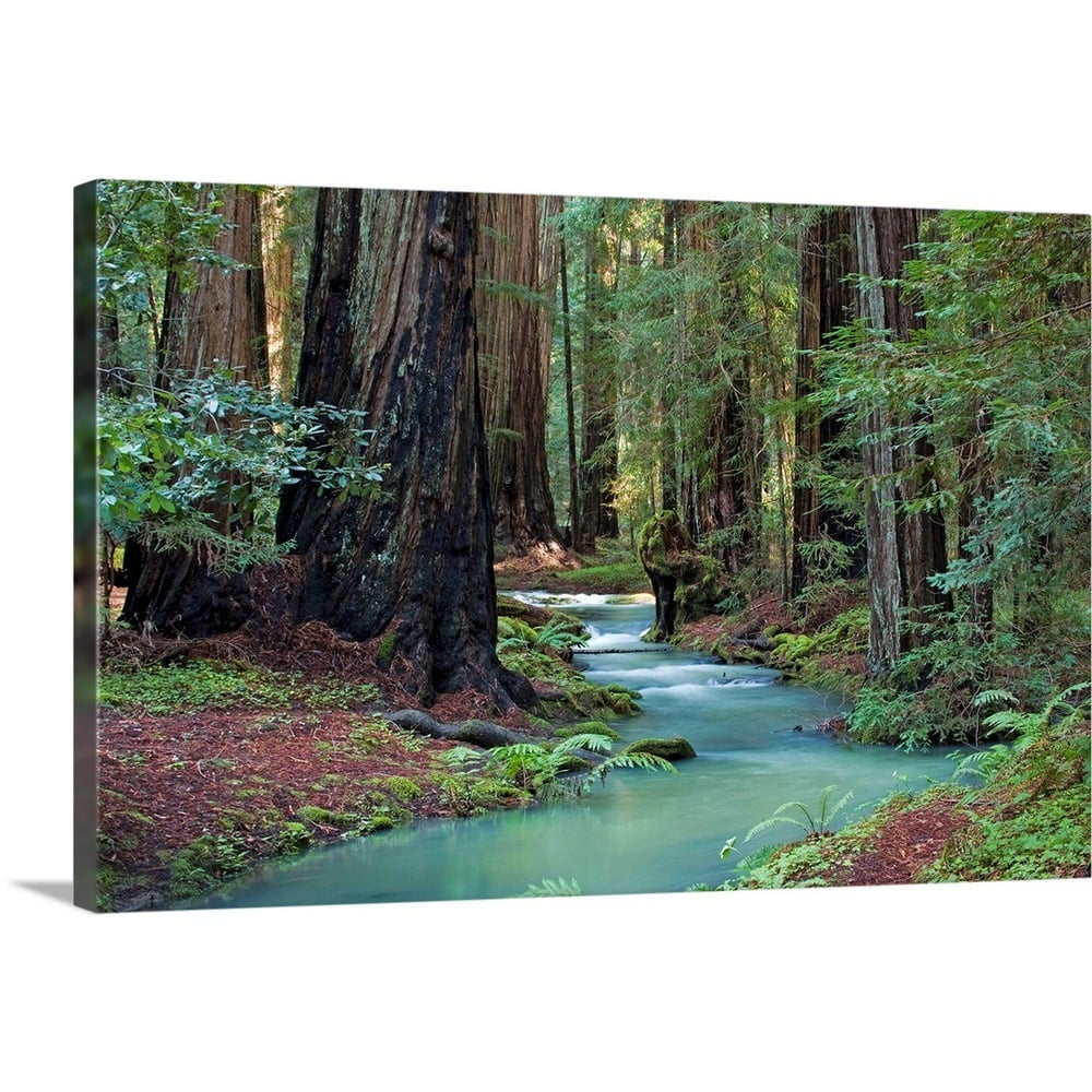 Great BIG Canvas | Large Landscape Nature Artwork "Redwood Forest II ...