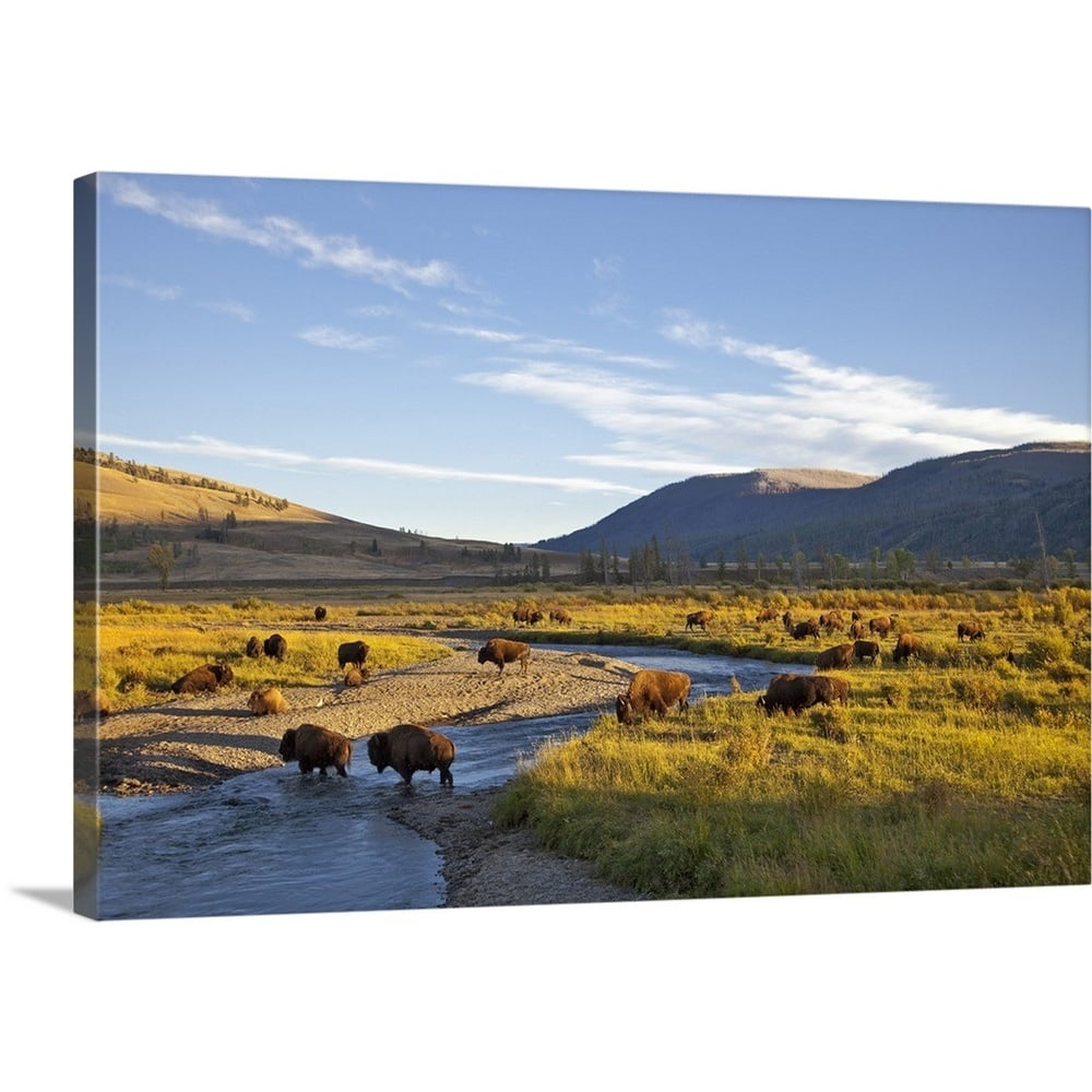 Great BIG Canvas Decor Pictures | "Bison herd in Lamar Valley ...