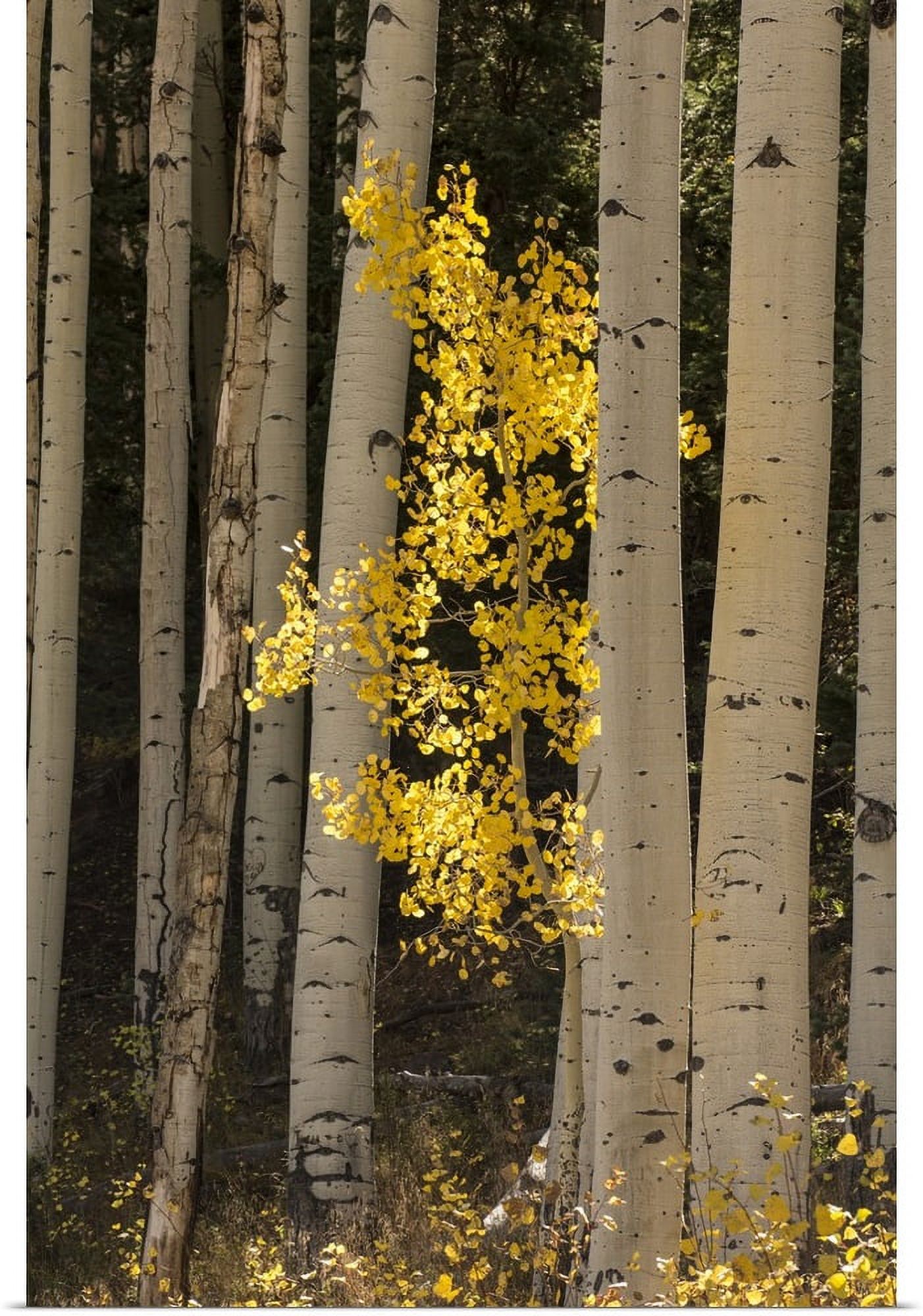 Great BIG Canvas | "Lone yellow Aspen tree in the forest of Flagstaff ...