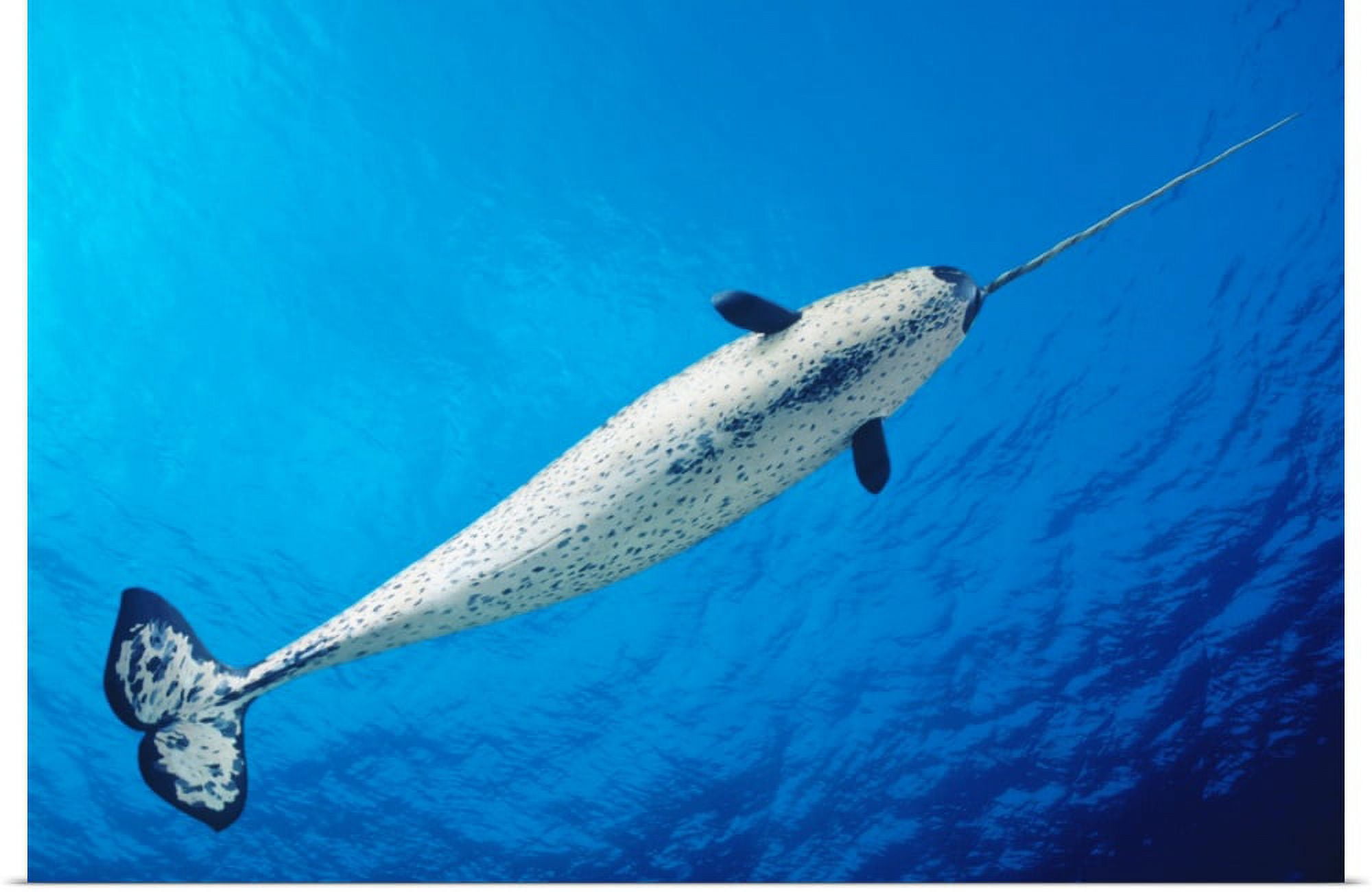 GBC | "Male Narwhal (Monodon Monoceros) In Clear Blue Ocean Water Near Surface" Art Print ...