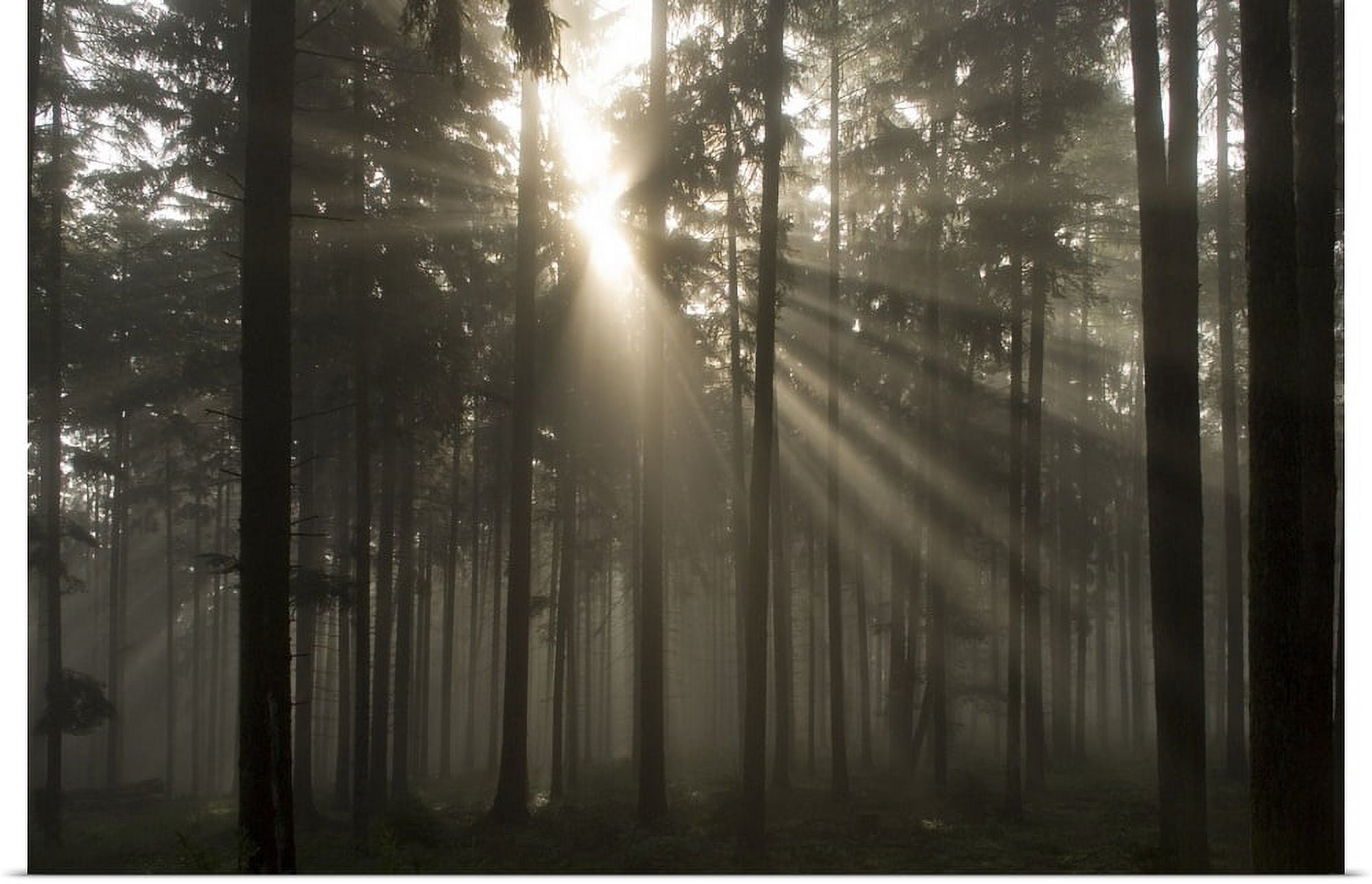 GBC | "Misty Pine Forest With Sun Ray, Nibelungengau, Austria" Art ...