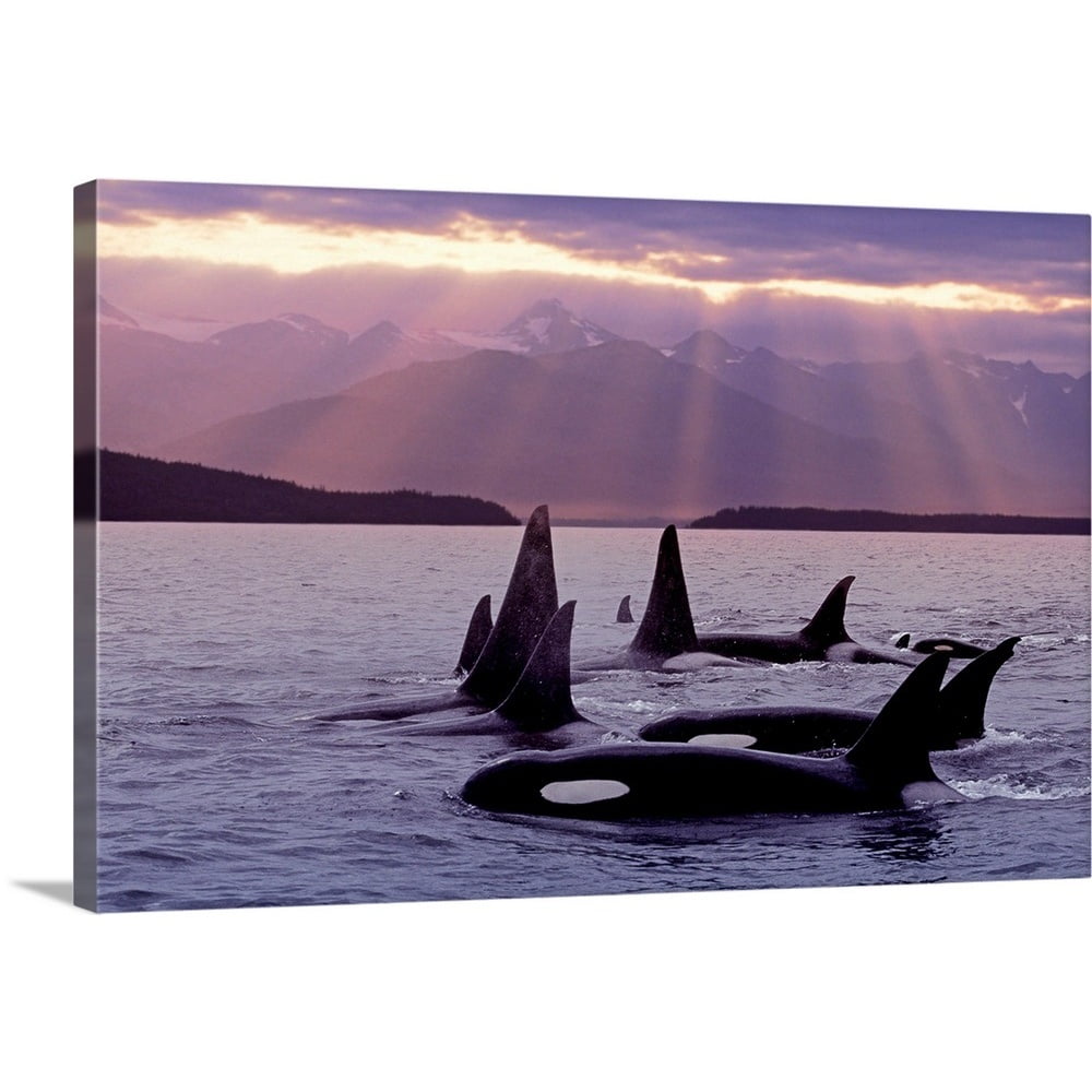 Great Big Canvas "Orca Pod in Lynn Canal w/Sunrays on Chilkat Mtn AK SE ...