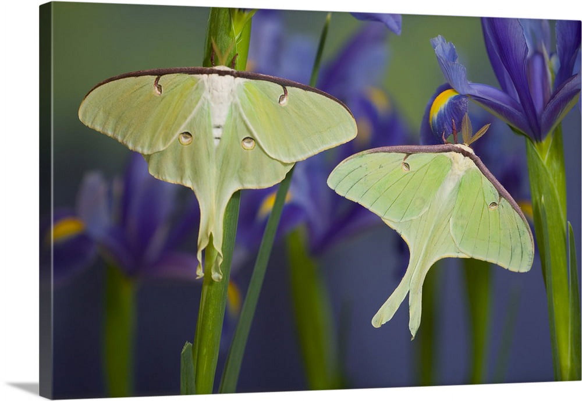 Great BIG Canvas | "Pair of Luna Silk Moths" Canvas Wall Art - 36x24 ...