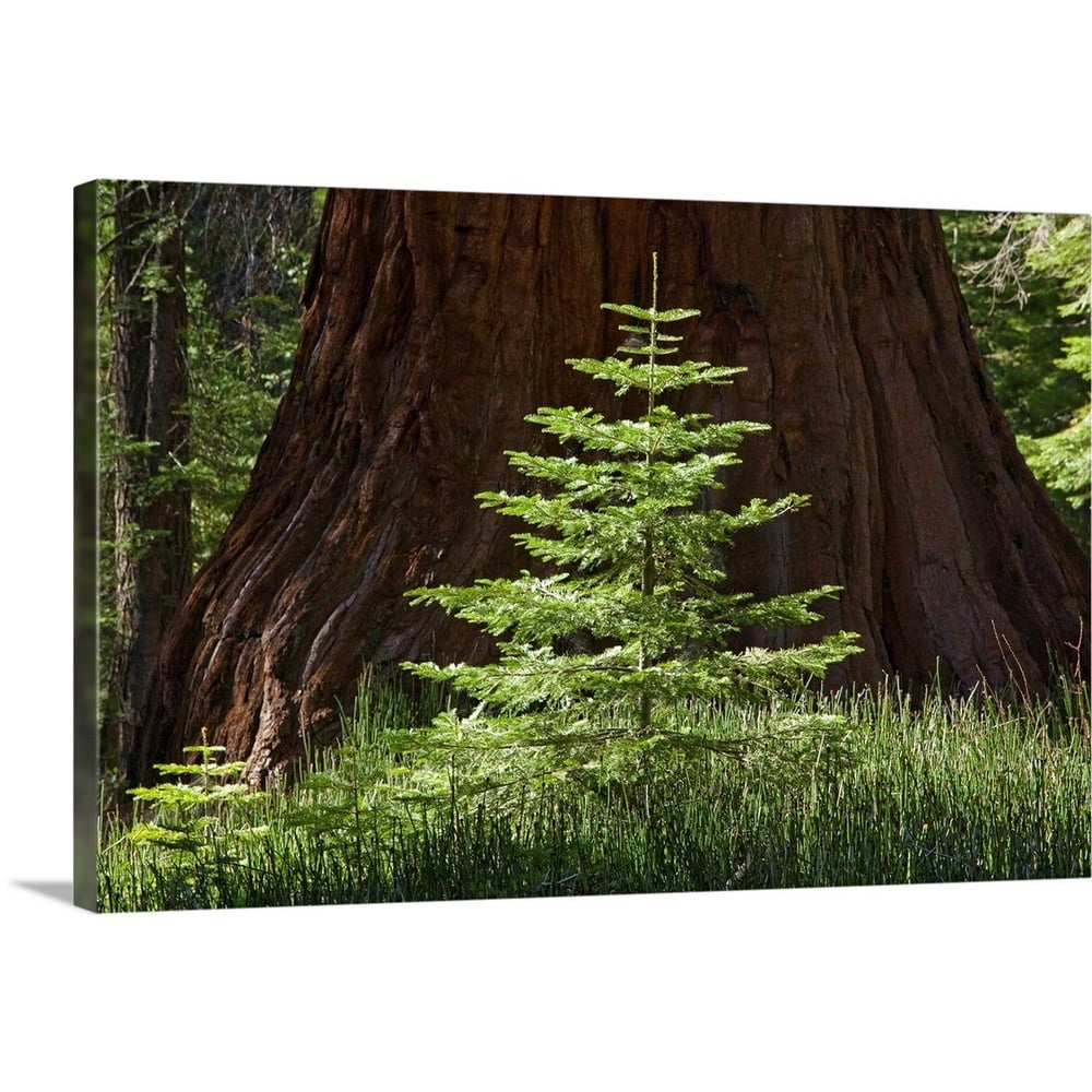 Great Big Canvas "Baby Redwood Tree in front of parent, Redwood Forest ...