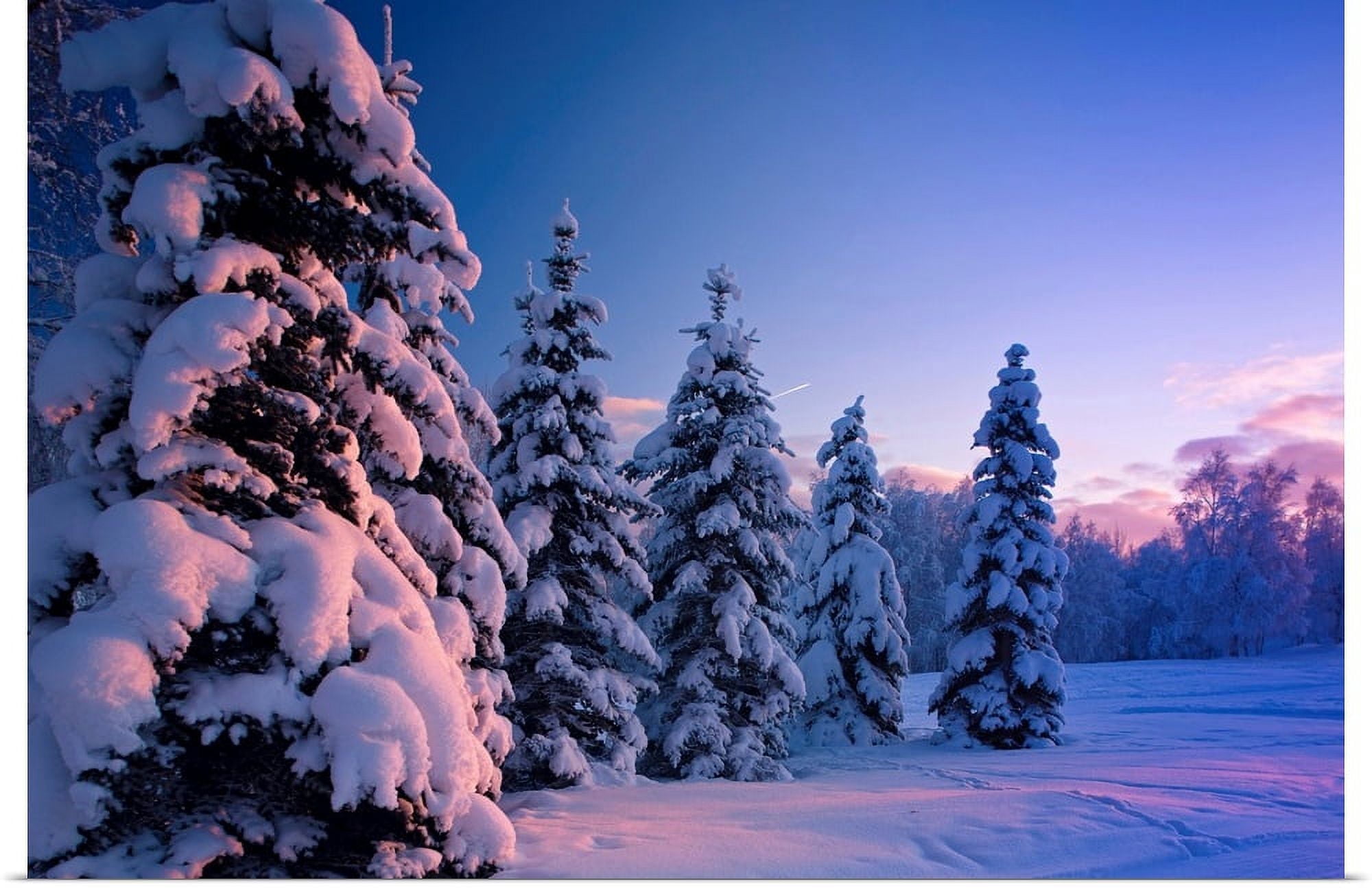 GBC | "Snow covered spruce trees at sunset with pink alpenglow, Russian ...