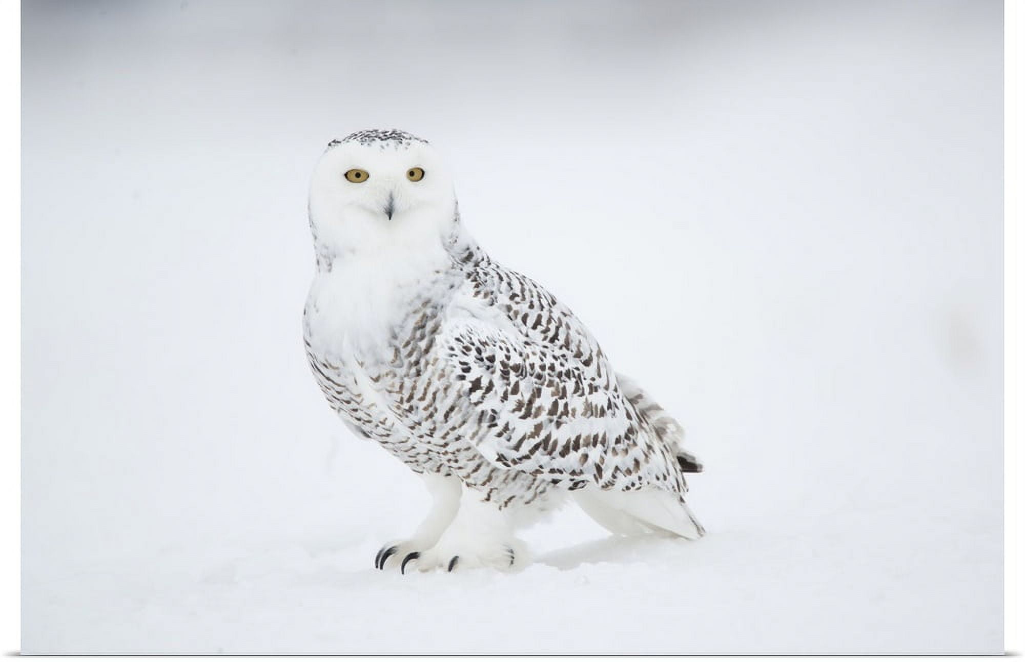 Great BIG Canvas | "Snowy Owl on snow, Saint-Barthelemy, Quebec, Canada ...