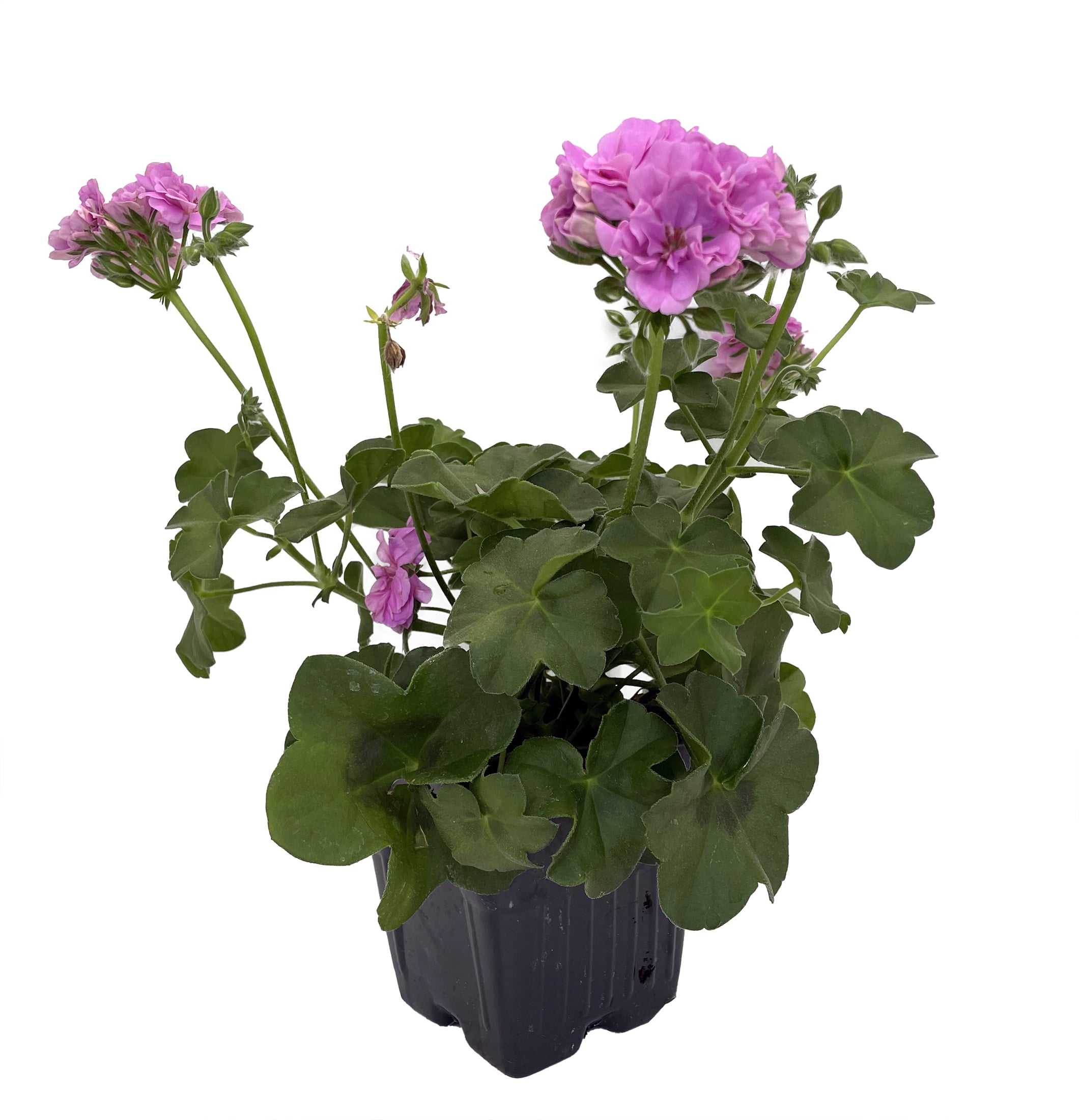 Great Balls of Fire™ Lavender Geranium Plant - 4" Pot - Walmart.com