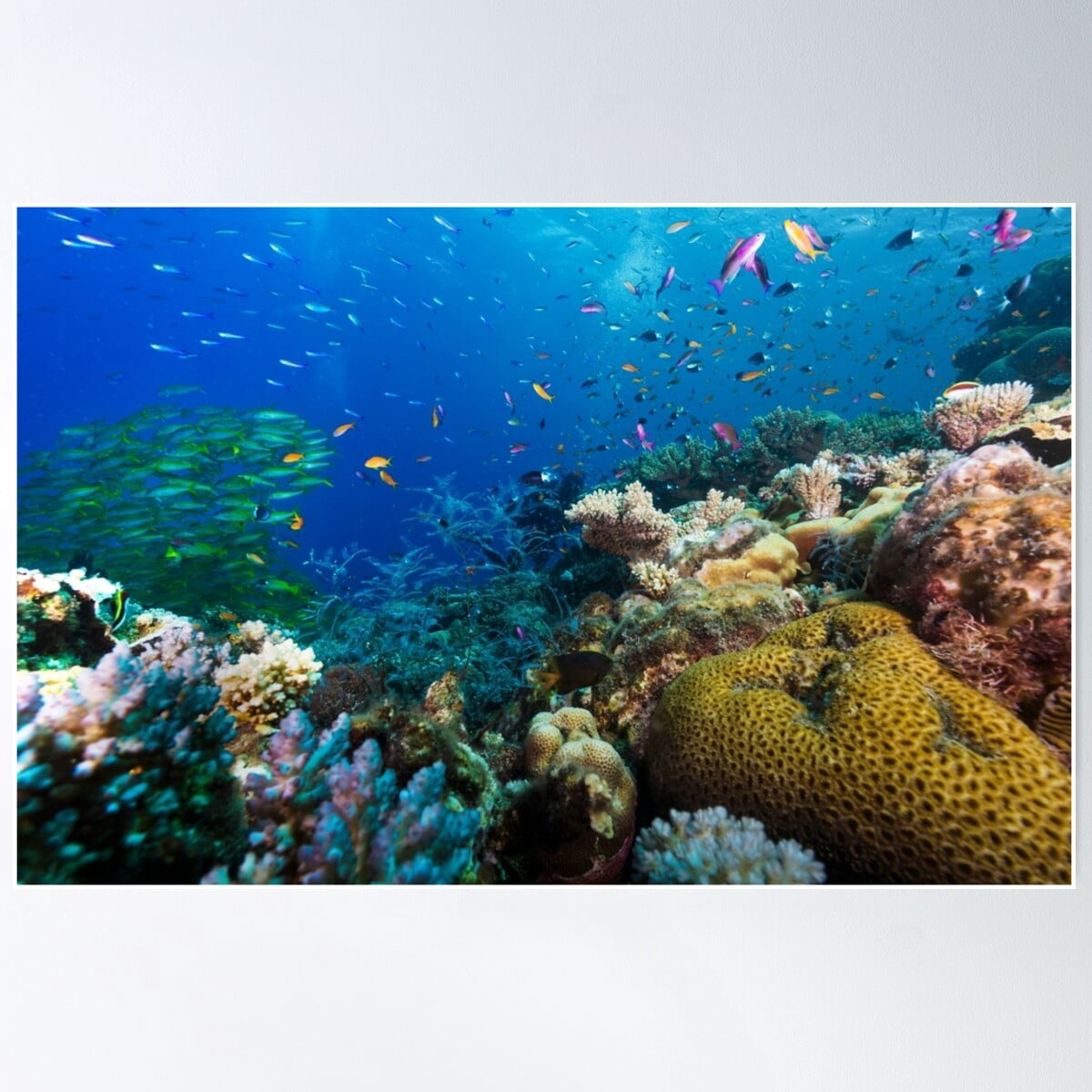 Great Barrier Reef Coral Wonderland Poster, 12x18 UNFRAMED - Walmart ...