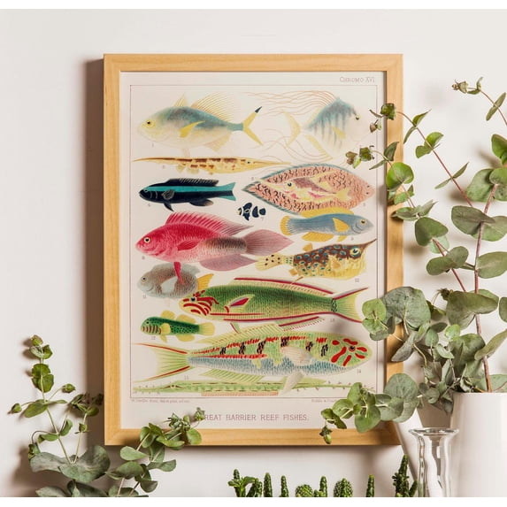 Great Barrier Reef Fishes, Vintage Fish Art, Fish Poster, Great Barrier ...