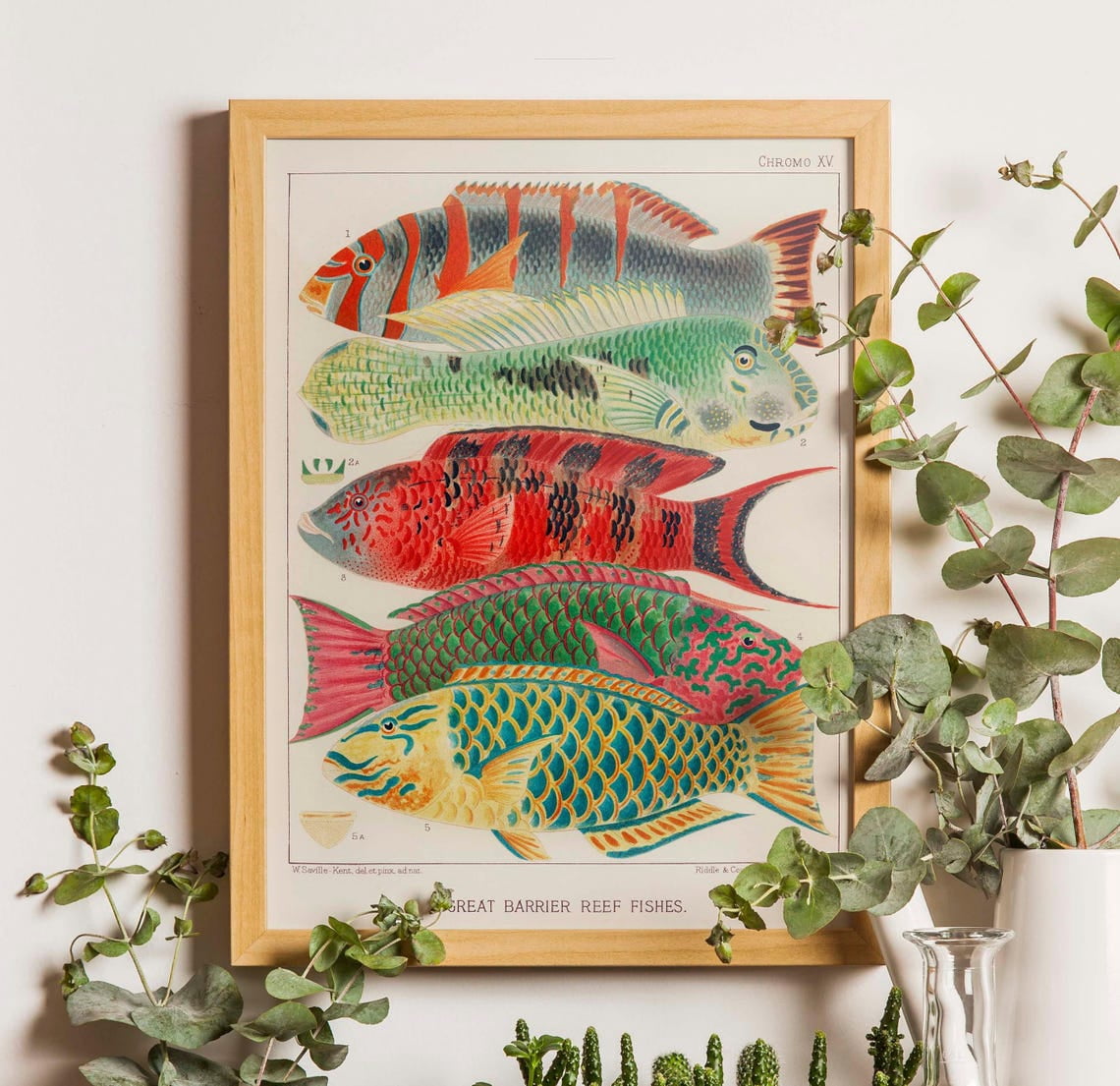 Great Barrier Reef Fishes, Vintage Sea Poster, Great Barrier Reef ...