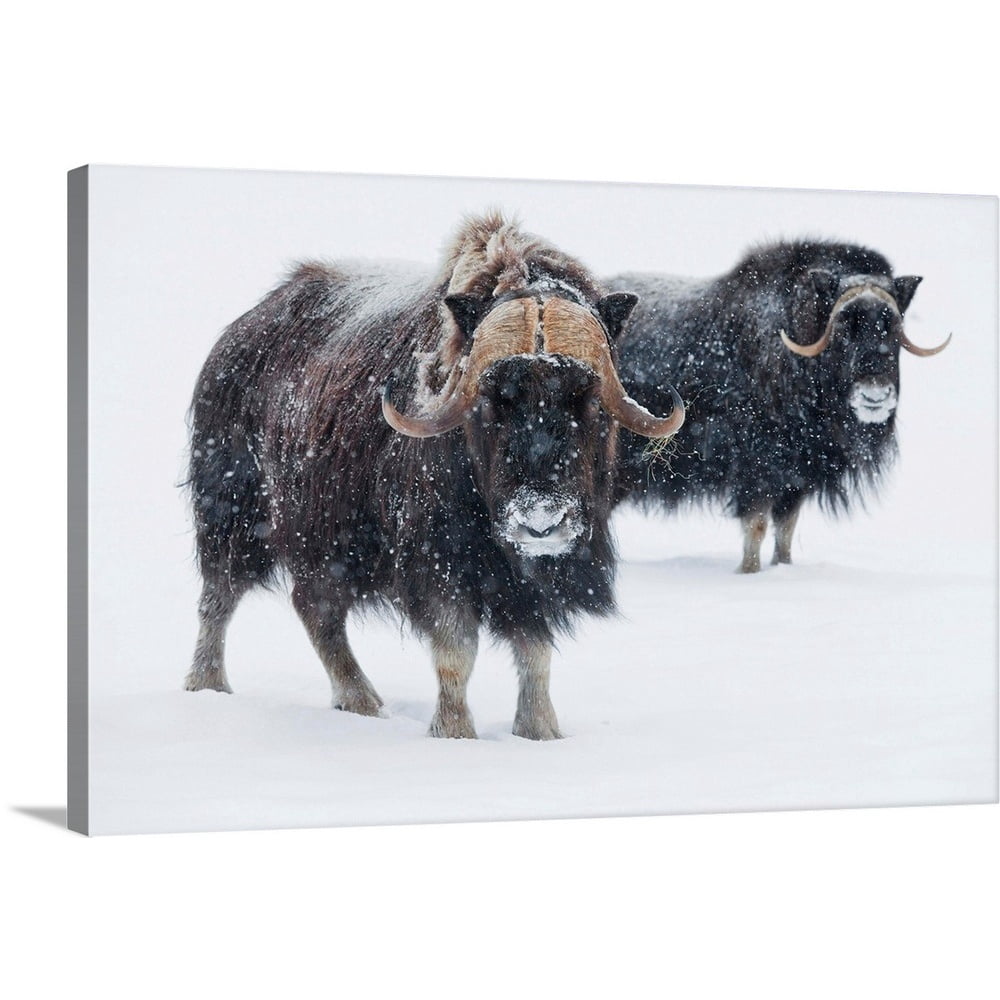 Great Big Canvas "A Pair Of Musk-Ox Bulls During A Fresh Snowfall ...