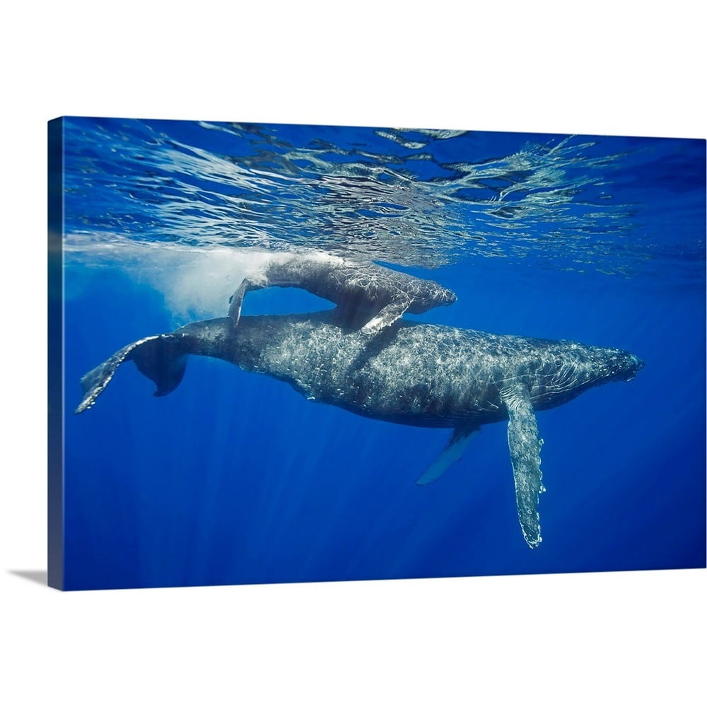 Great Big Canvas "A mother and calf pair of humpback whales, Maui ...