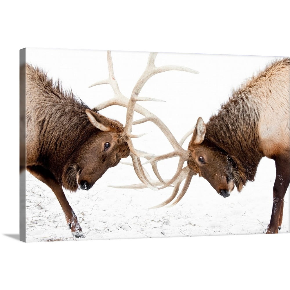 Great Big Canvas "A pair of large Rocky Mountain elk lock antlers and ...