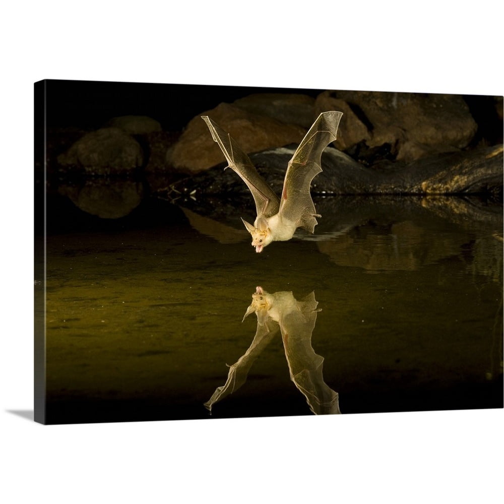 Great Big Canvas "Arizona, Pallid Bat in flight, swooping over a small ...