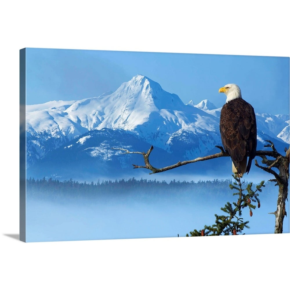 Bald Eagle Alaska Art Print