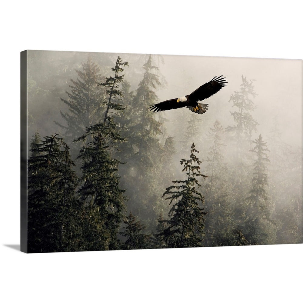 Great Big Canvas "Bald Eagle Soaring Through Misty Tongass Nat Forest ...