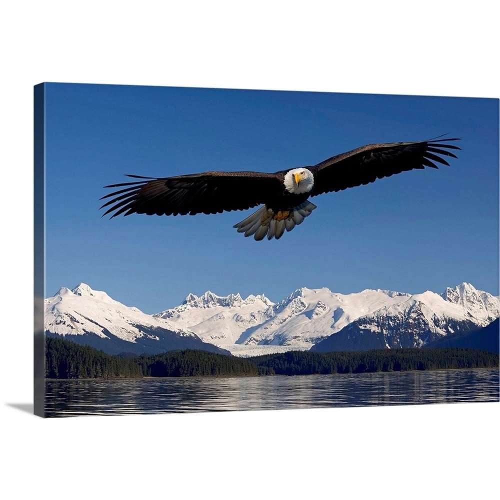 Great Big Canvas "Bald Eagle in flight Inside Passage Tongass National ...