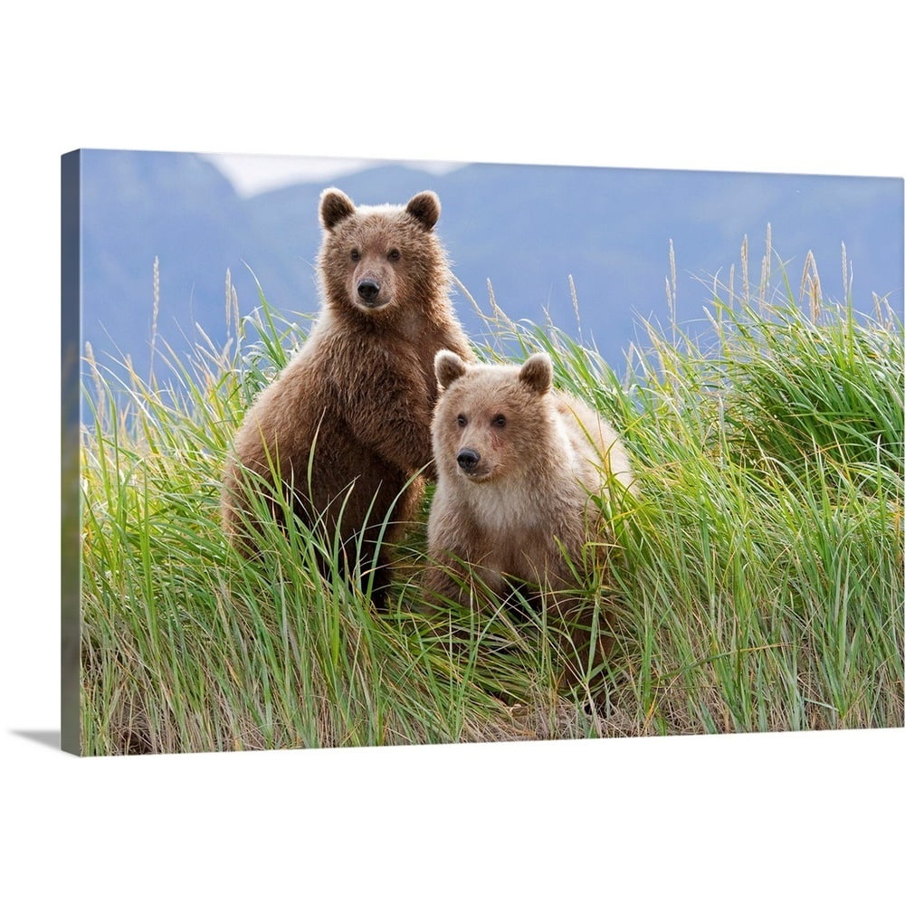 Great Big Canvas "Bear cubs standing on a riverbank at Hallo Bay ...