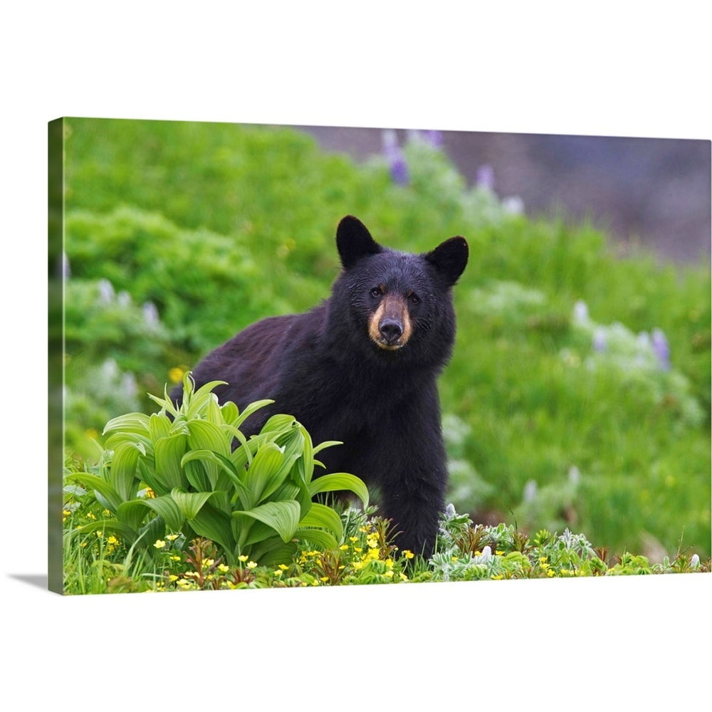 Great Big Canvas "Black Bear, Harding Icefield Trail, Kenai Fjords ...