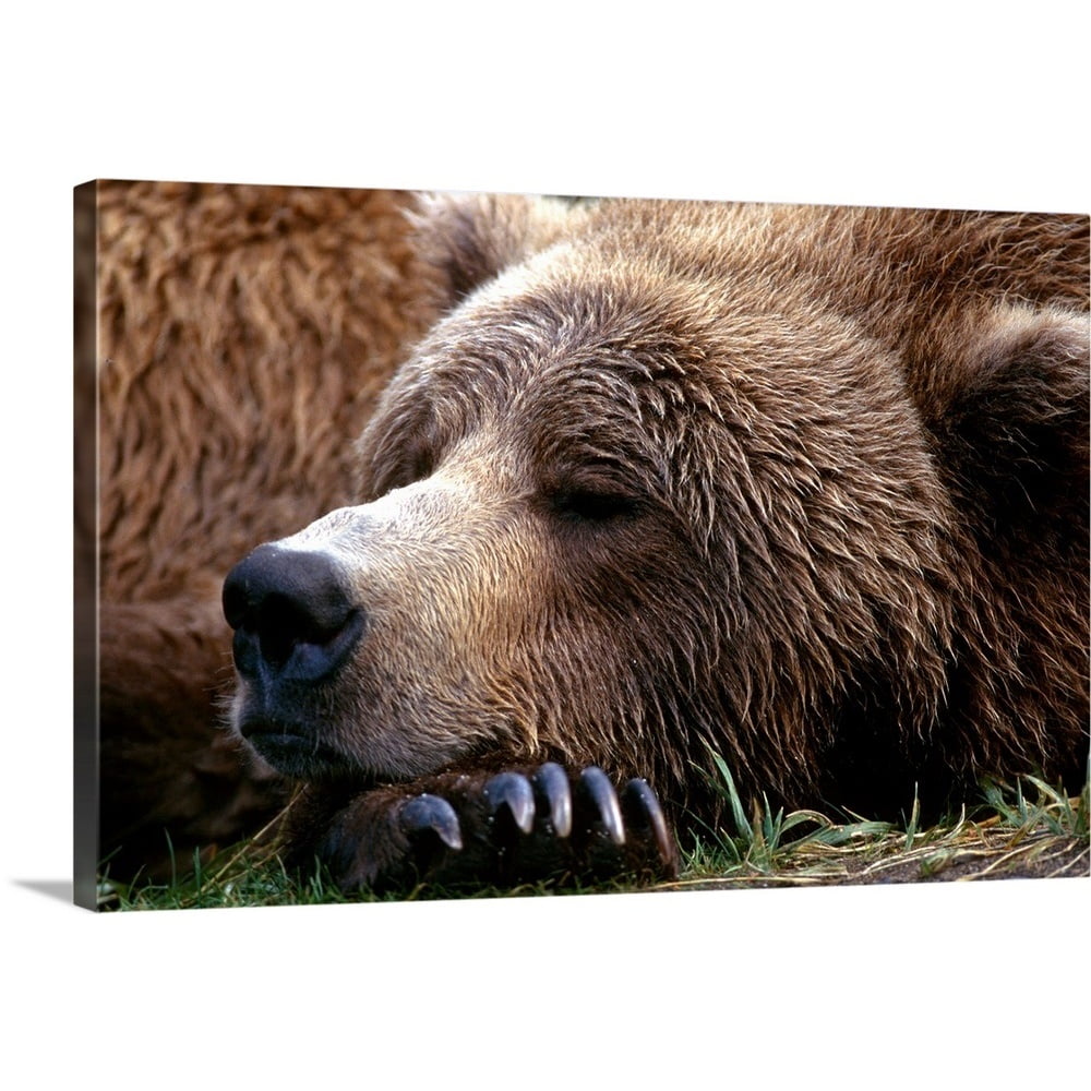 Great Big Canvas "Brown Bear resting Katmai Natl Park Southwest Alaska ...