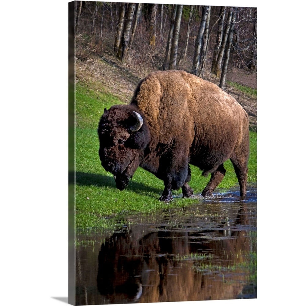 Great Big Canvas "Buffalo By River Bank" by Richard Wear Dark Forest ...