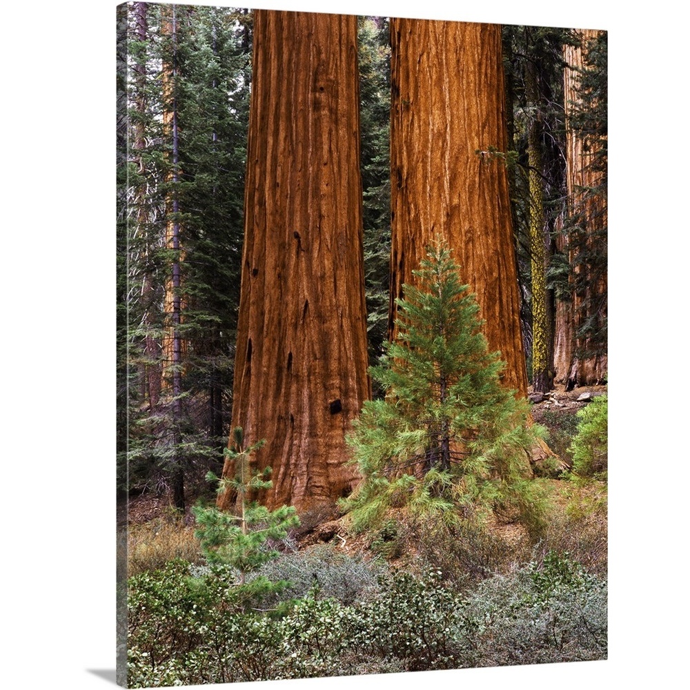Great Big Canvas "California, Yosemite National Park, Giant Sequoias ...