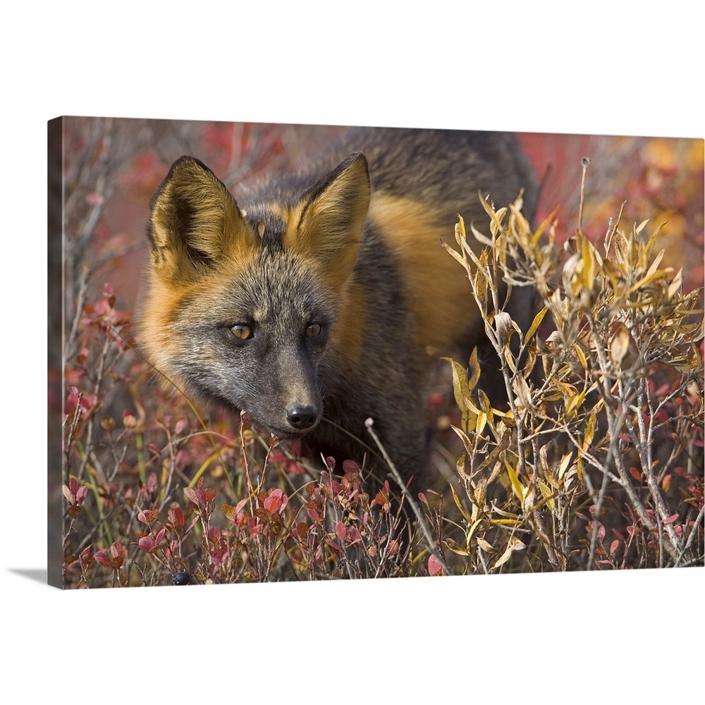 Great Big Canvas "Close up portrait of a cross fox peering through ...