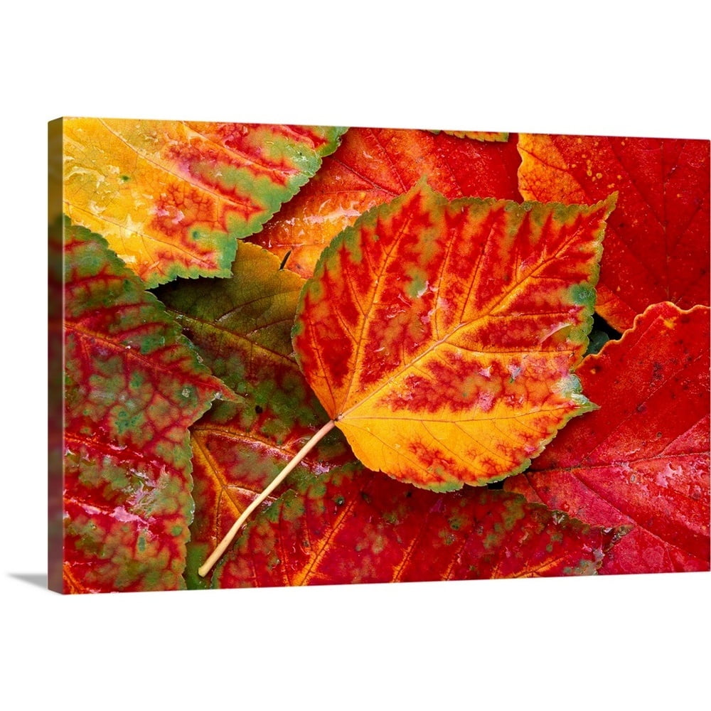 Great Big Canvas "Close up photograph of maple leaves" by John Warden ...