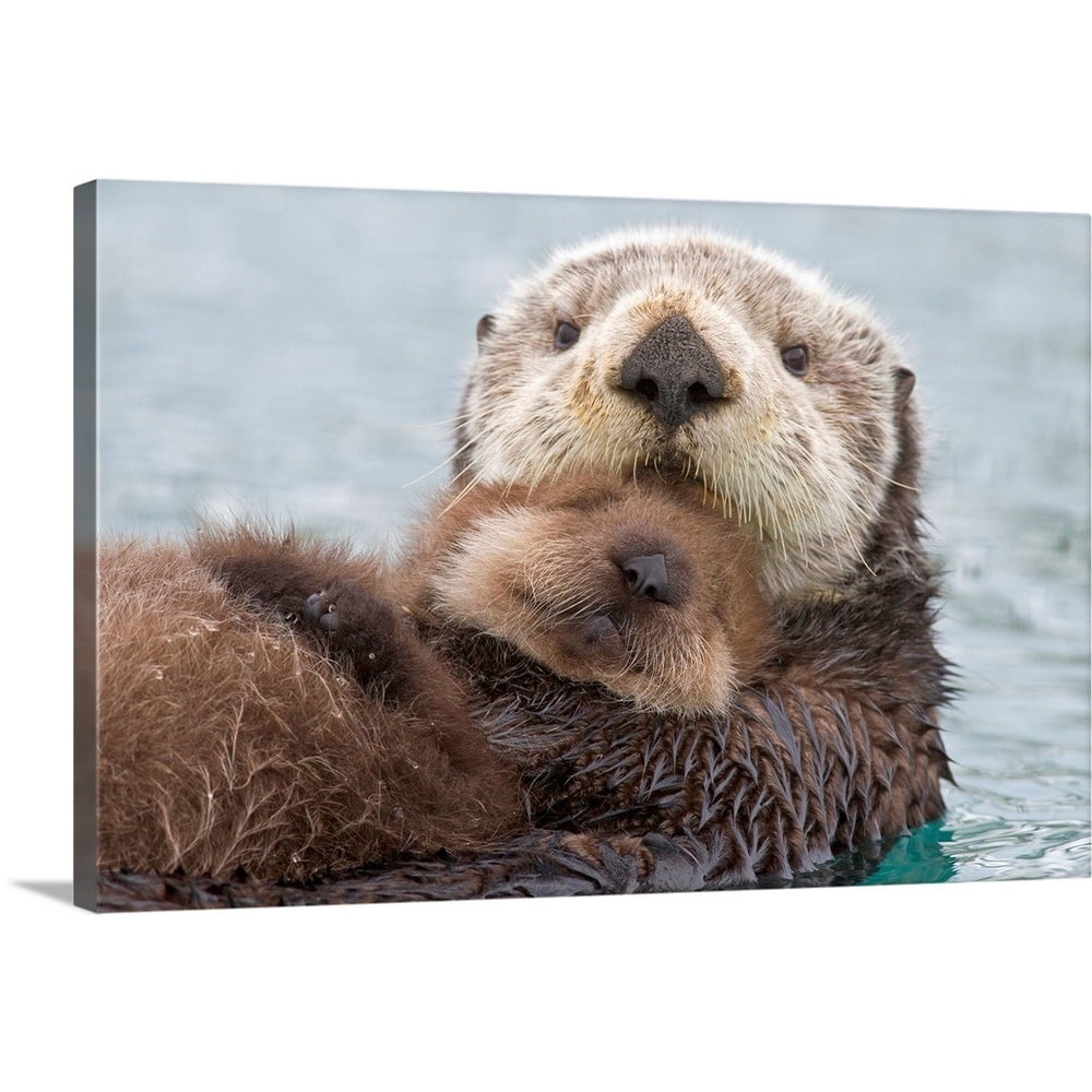 Great Big Canvas "Female Sea otter holding newborn pup out of water ...