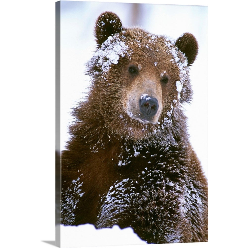 Great Big Canvas "Grizzly bear standing with face covered in snow" by ...
