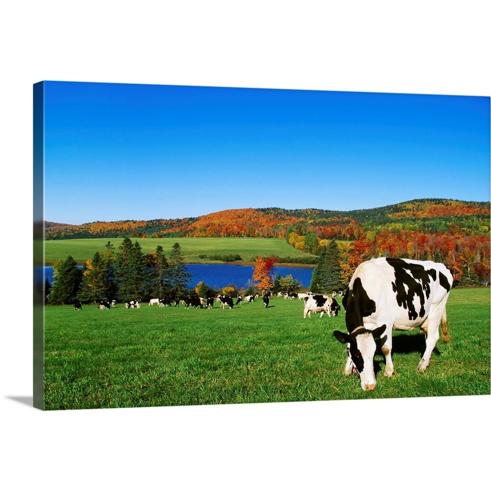 Great Big Canvas "Holstein dairy cows grazing in a pasture with a lake ...