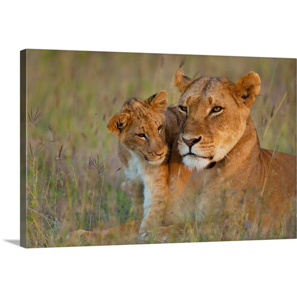 Great Big Canvas "Kenya, Lioness with cub at dusk in Ol Pejeta ...