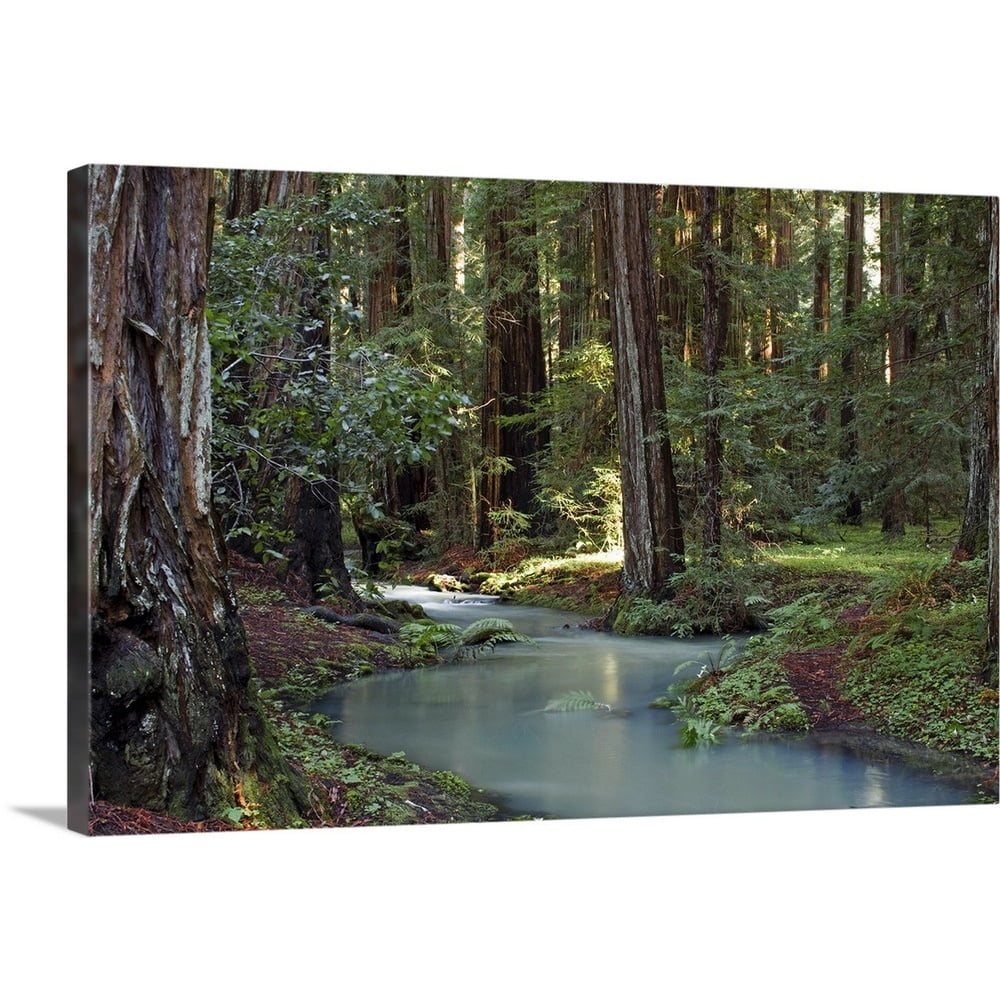 Great Big Canvas "Redwood Forest I" by Rita Crane Dark Forest Green ...
