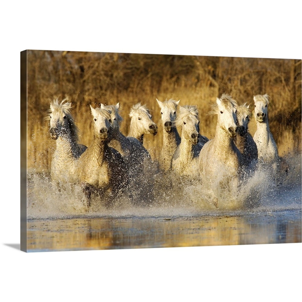 Great Big Canvas "The White Horses of the Camargue running in the water ...