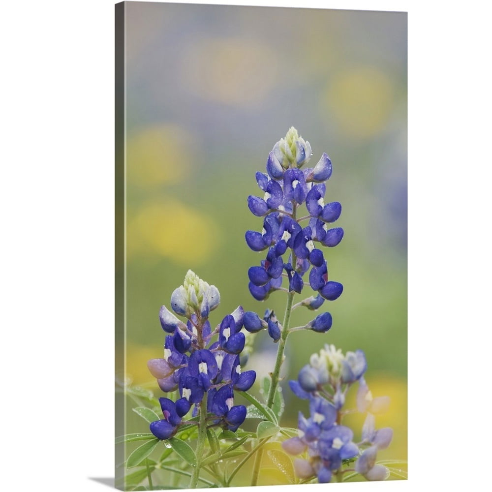 Great Big Canvas "Wildflower field with Texas Bluebonnet, Comal County ...