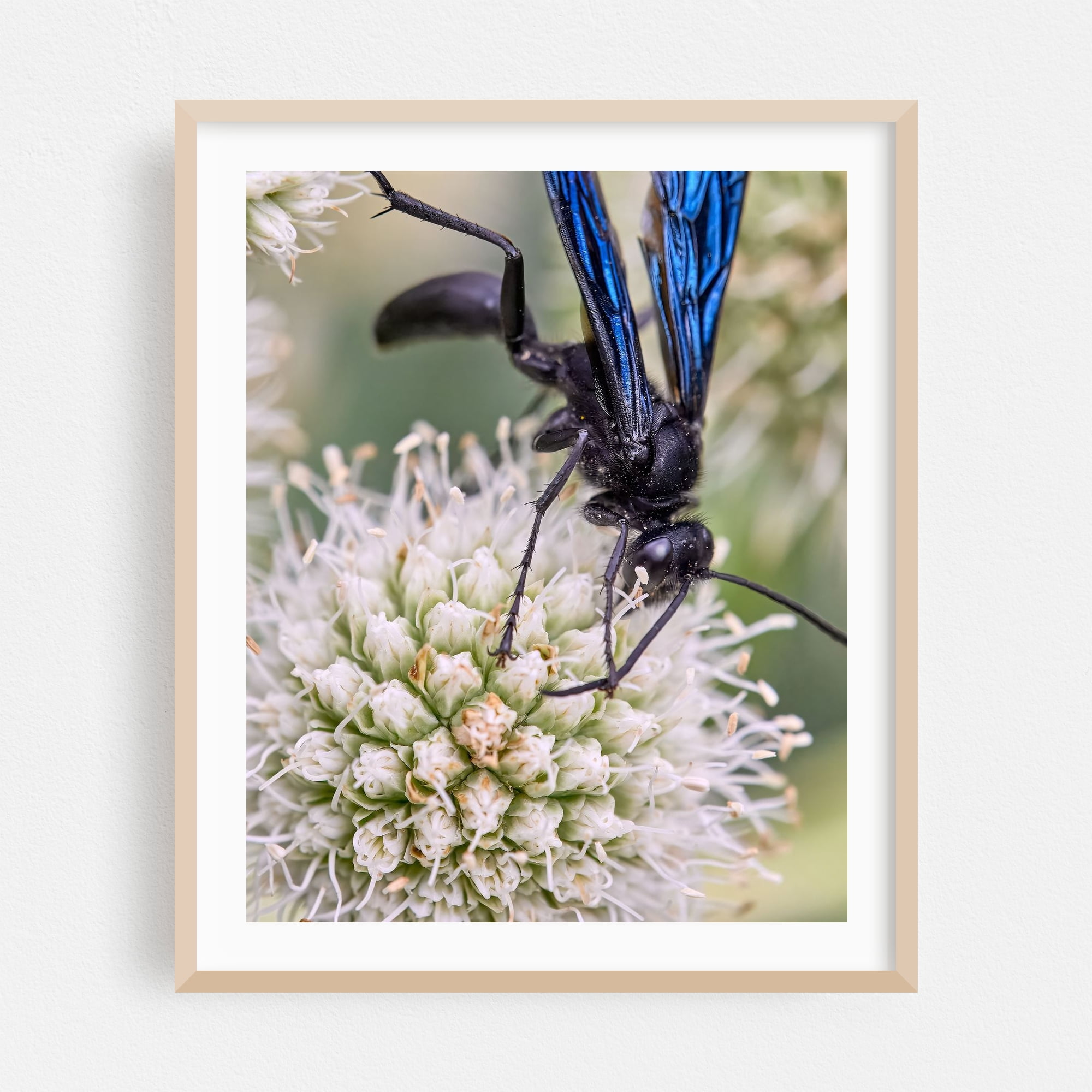 Great Black Wasp - Photography Insect Wildlife Nature Flowers Botanical ...
