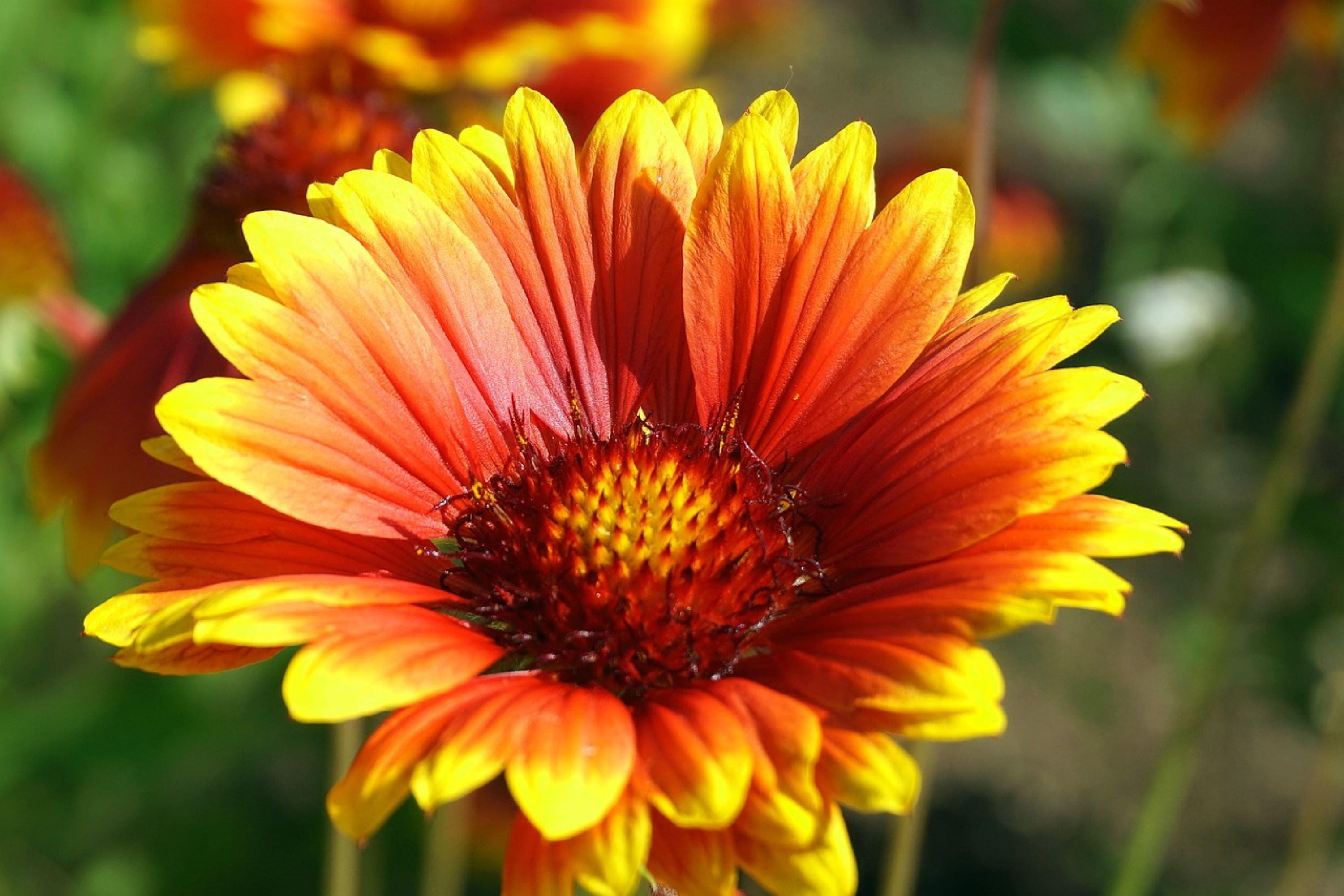 Great Blanket Flower Seeds/ Perennial/ Full Sun/1125 Seeds 1/8 oz ...