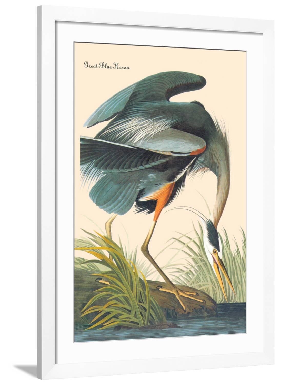 Great Blue Heron Framed Art Print by John James Audubon, 24" x 36 ...