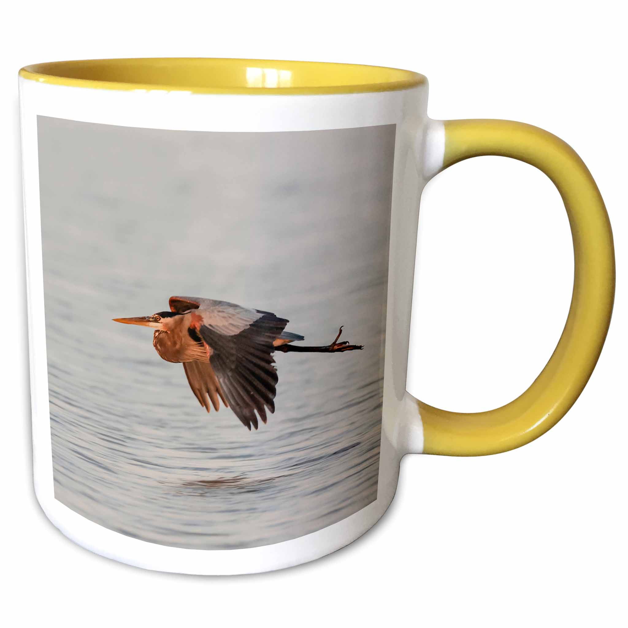 3drose, Great Blue Heron in Flight, South Padre Island, Texas, 11oz Two ...