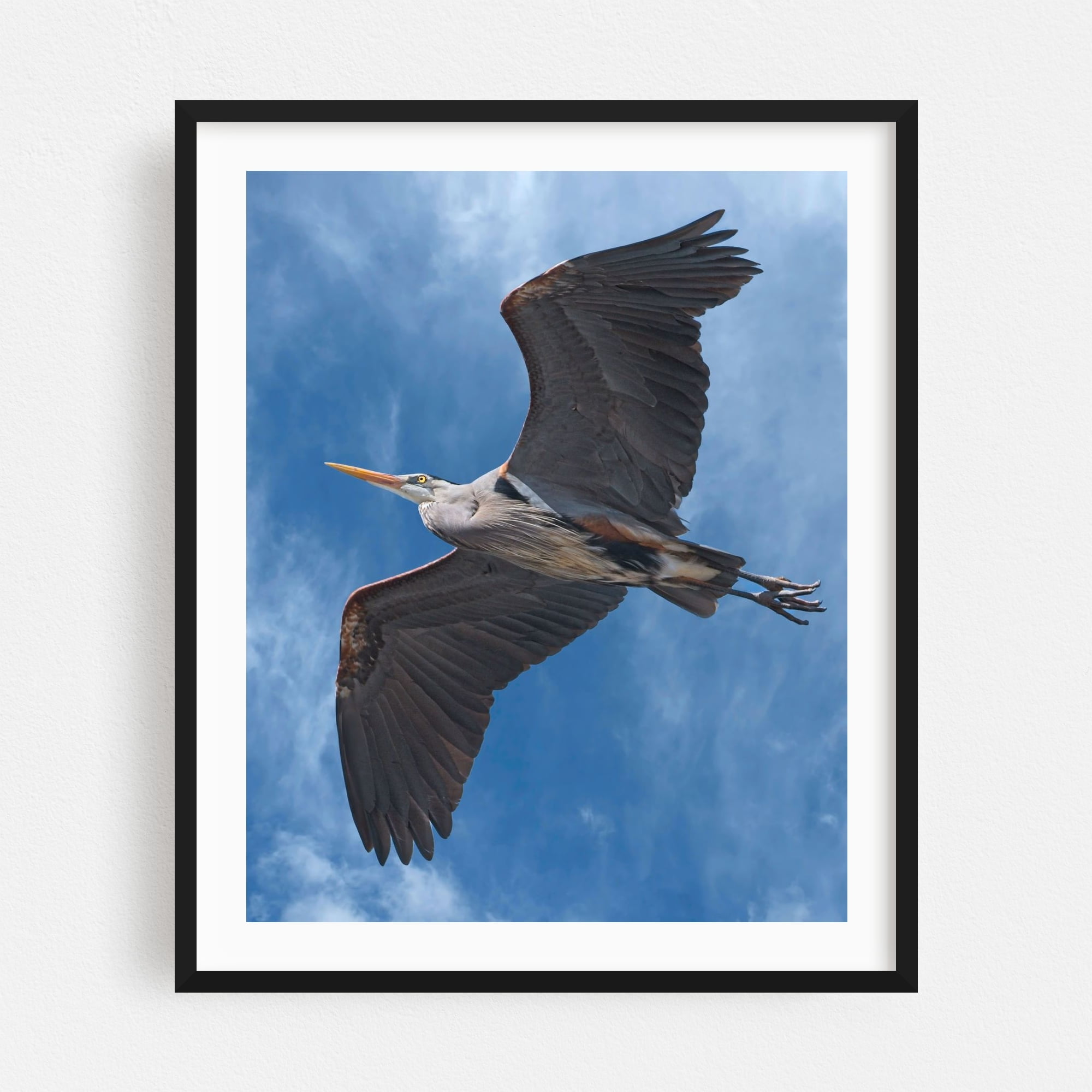 Great Blue Heron - Photography Bird Wildlife Nature Animal Scenic ...
