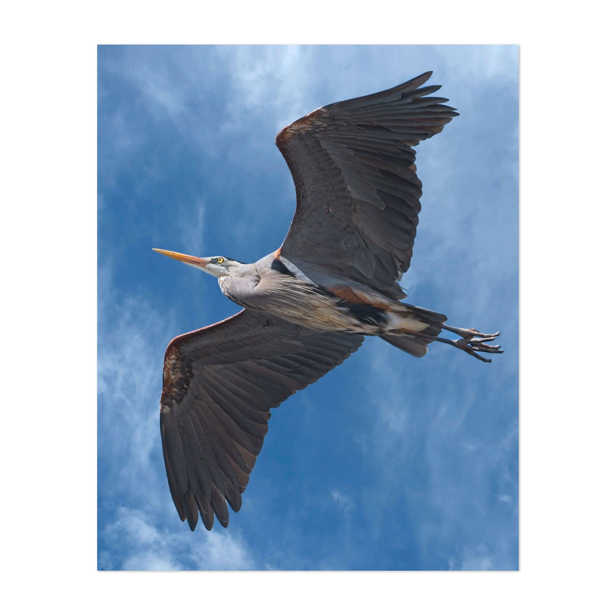 Great Blue Heron - Photography Bird Wildlife Nature Animal Scenic ...