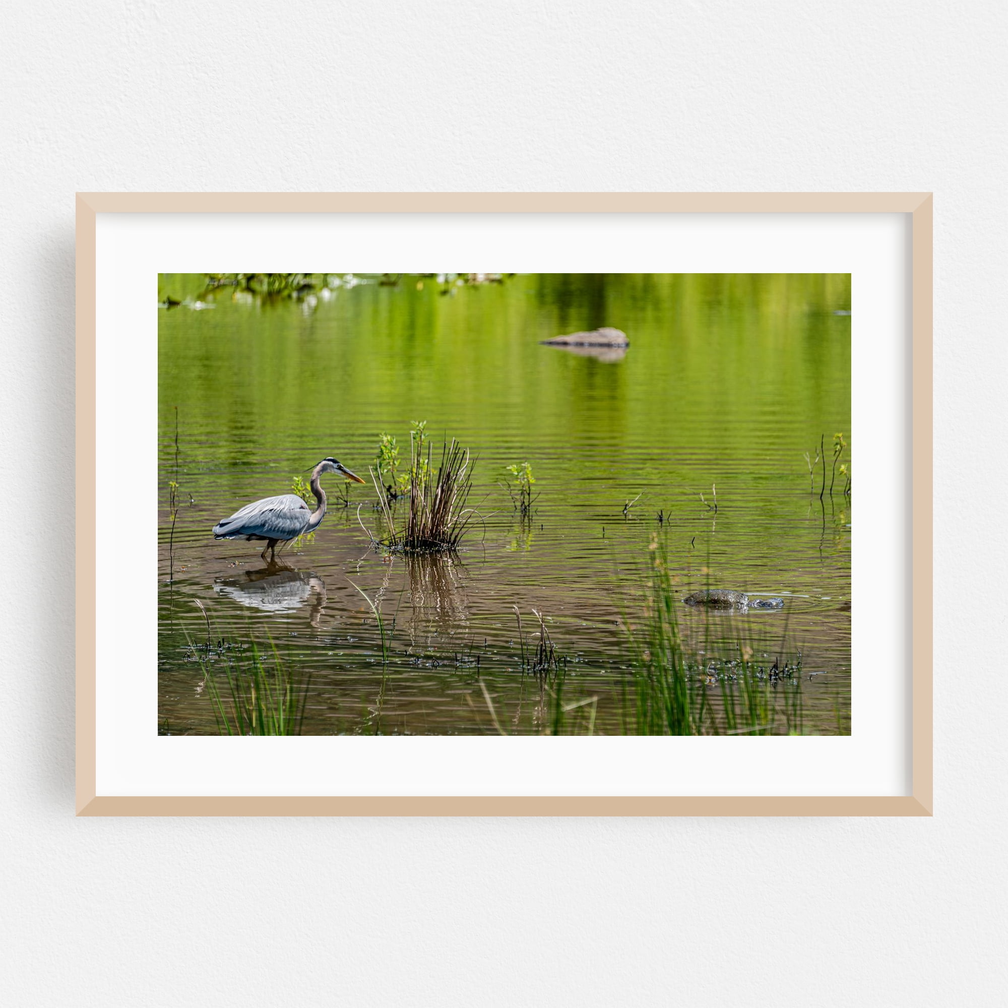 Great Blue Heron and Snapping Turtle - Gettysburg Pennsylvania ...