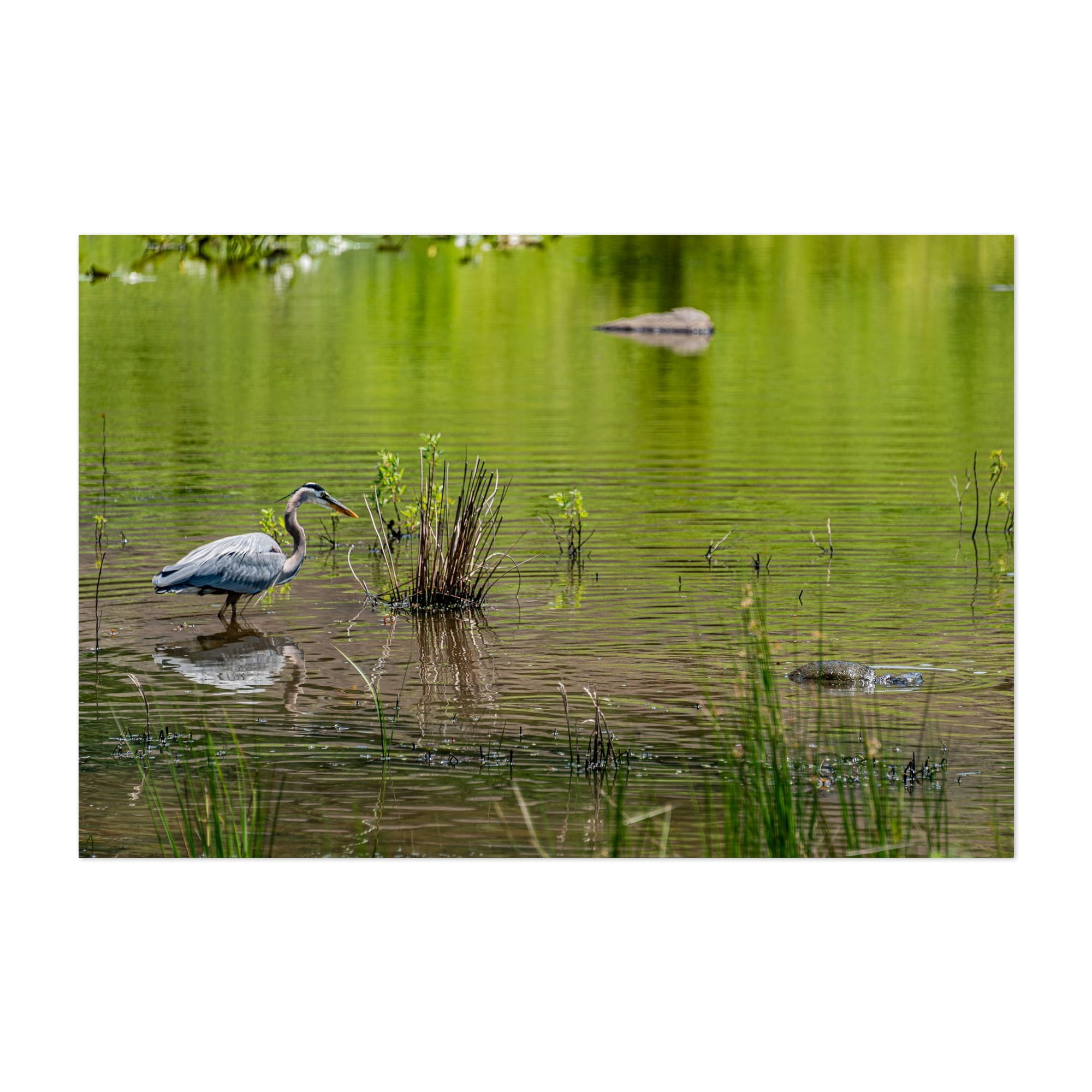 Great Blue Heron and Snapping Turtle - Gettysburg Pennsylvania ...
