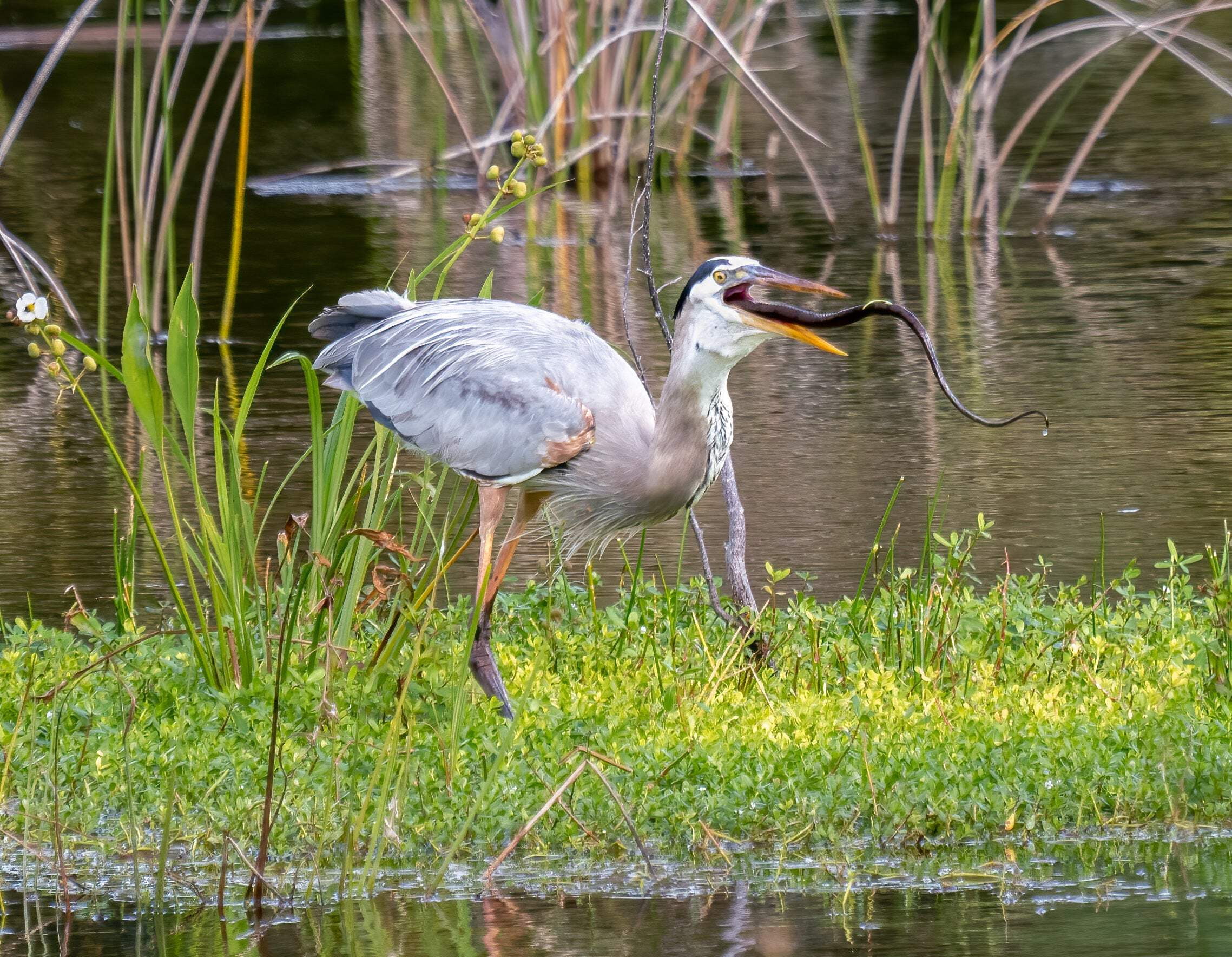 Great Blue Heron Wading Bird Glossy Poster Picture Photo Print Banner ...