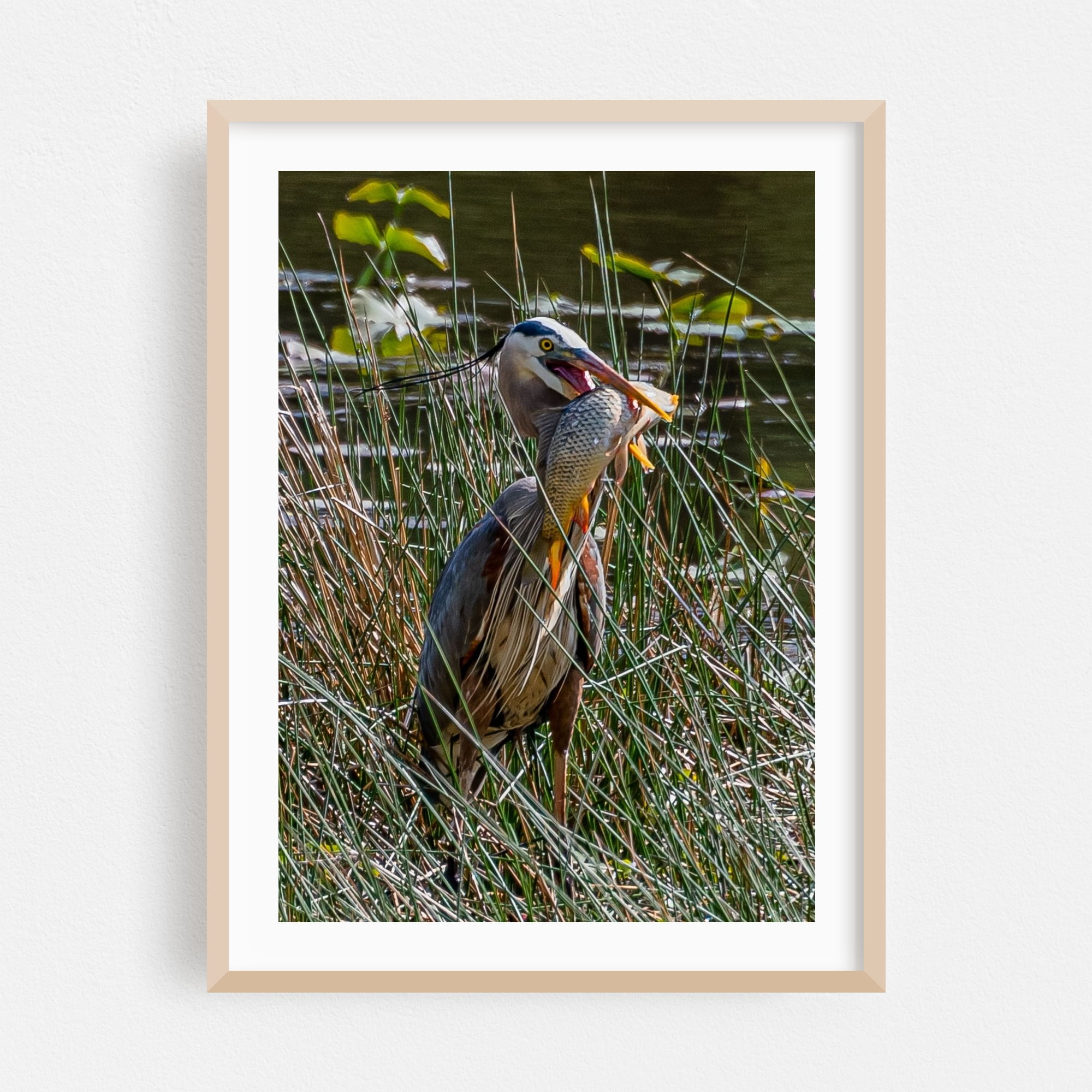 Great Blue Heron With Carp - Pennsylvania Photography Wildlife Bird ...