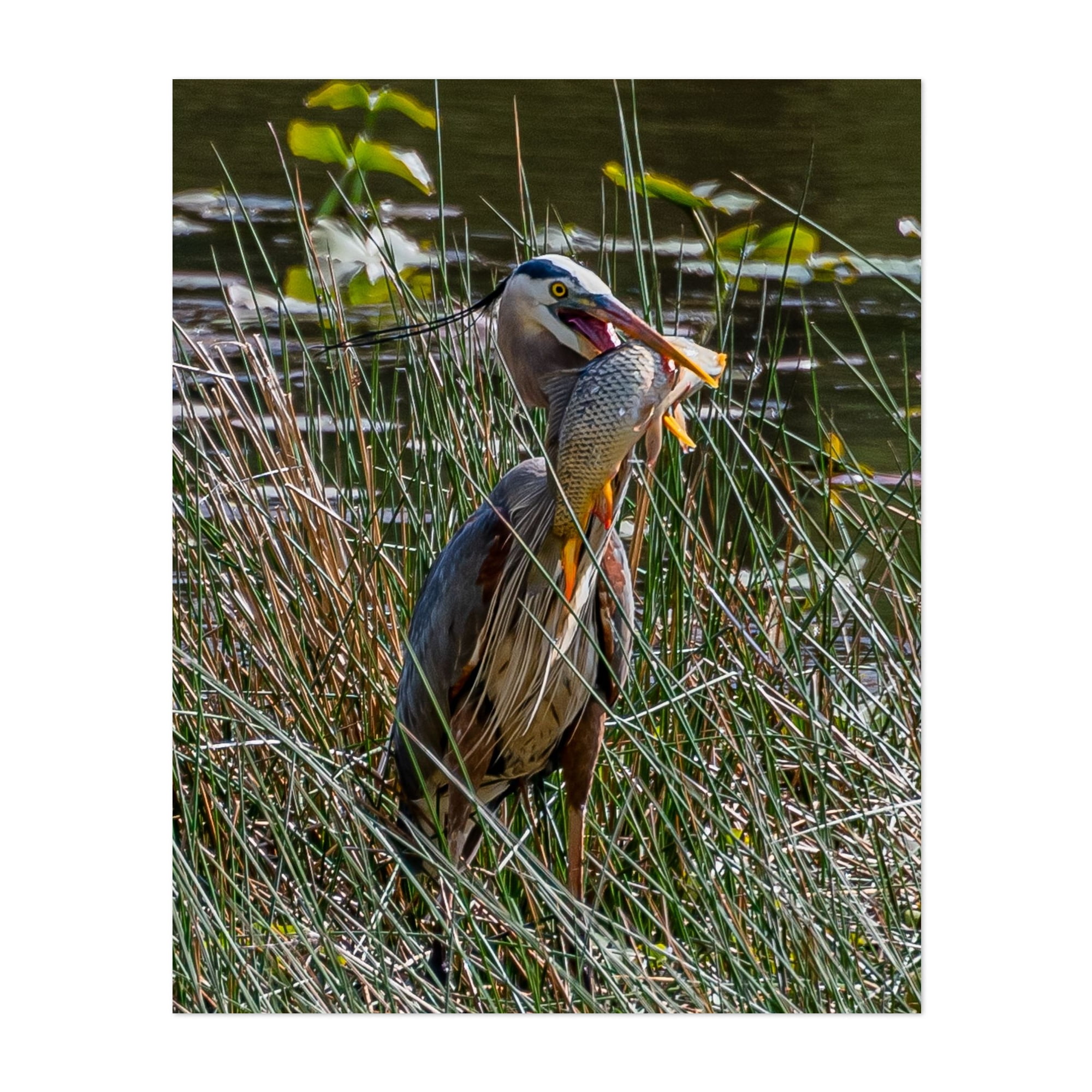 Great Blue Heron With Carp - Pennsylvania Photography Wildlife Bird ...