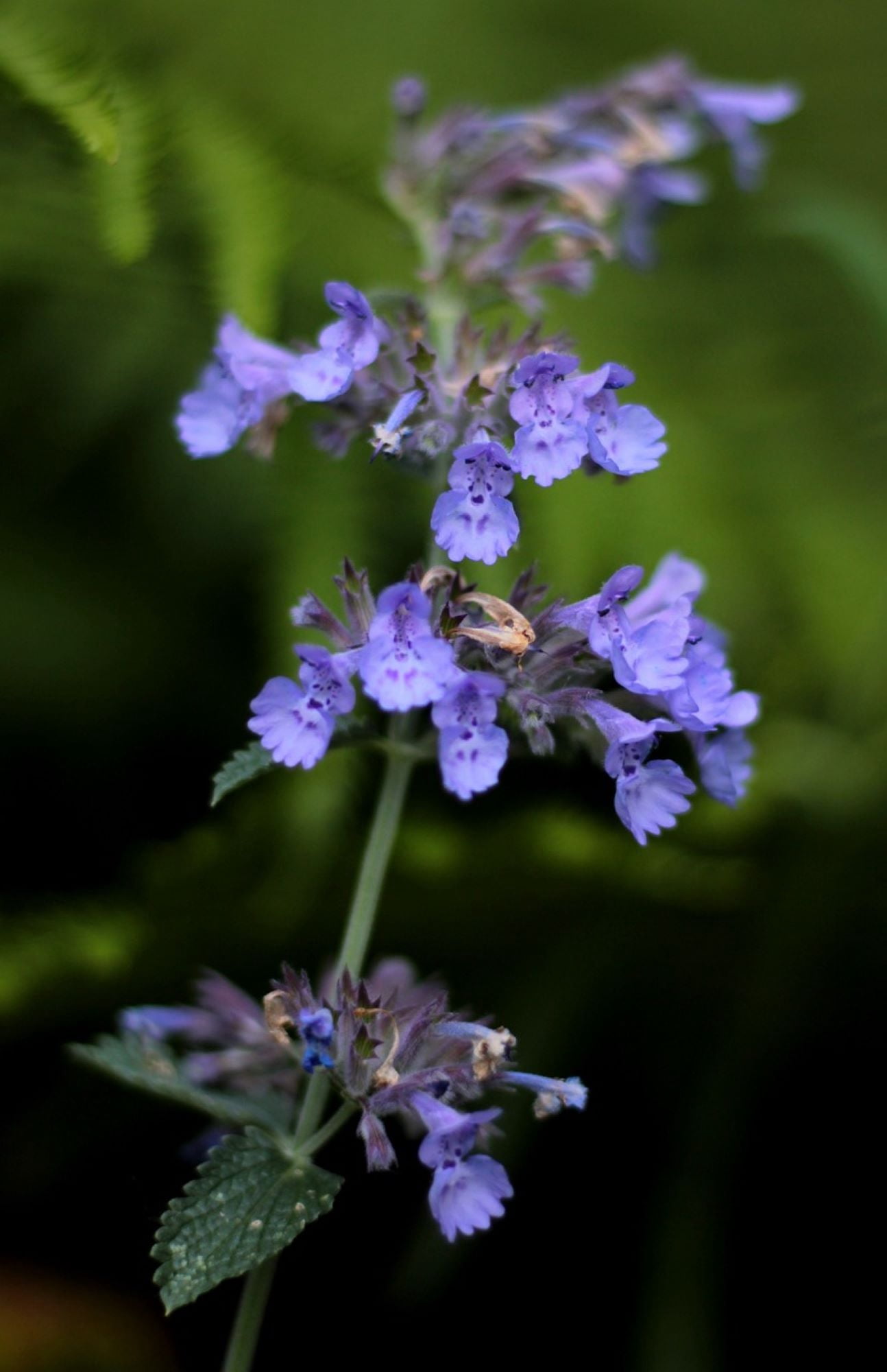 Great Blue Wildflower Seeds/ Perennial/ Full Sun/2500 Seeds 1/10 Gram ...