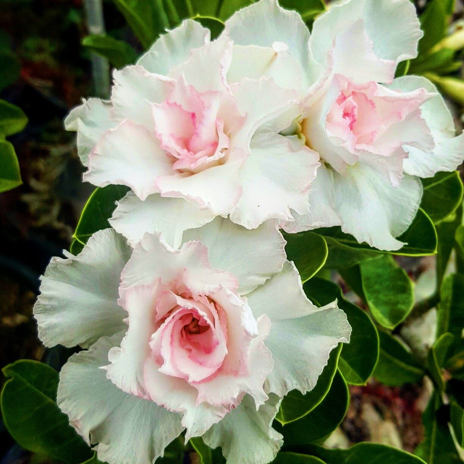 Great Choice For A Garden -Desert Rose - Exotic - Desert Rose ...